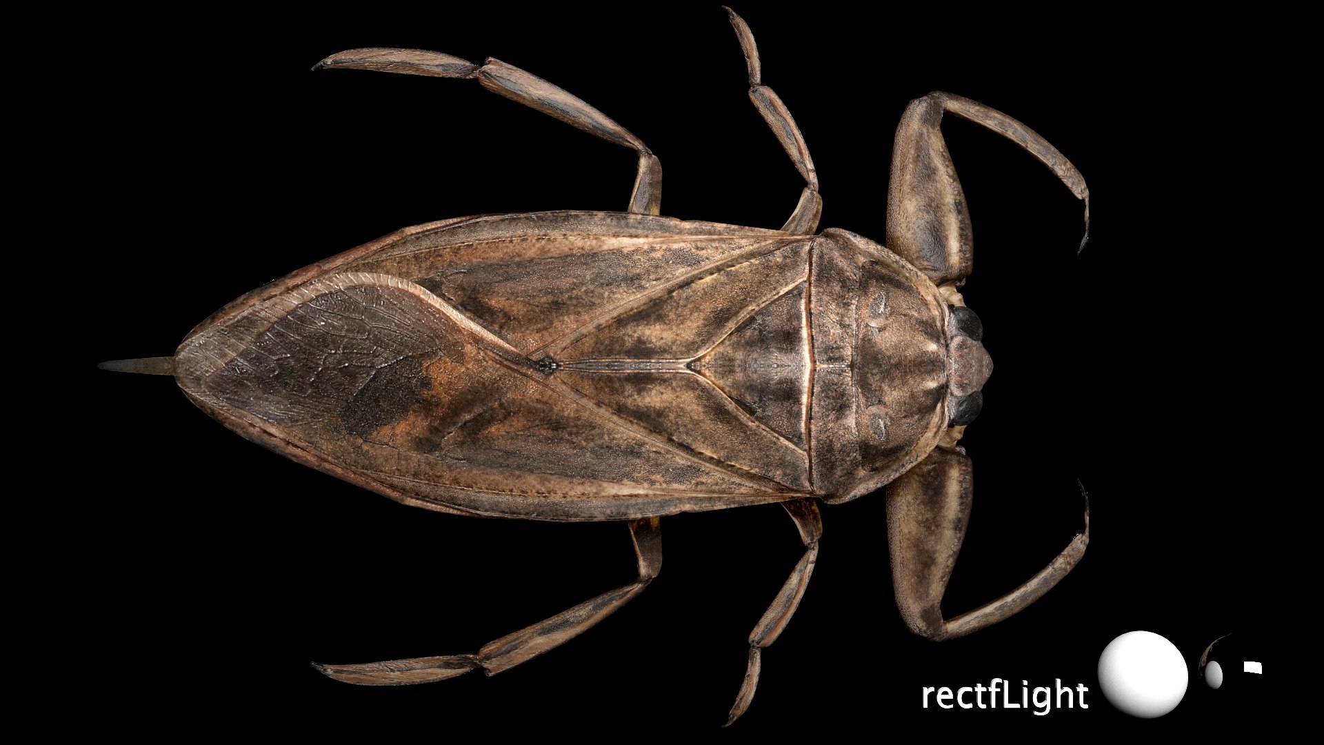 3D Rigged GiantWaterBug Model - TurboSquid 2013314