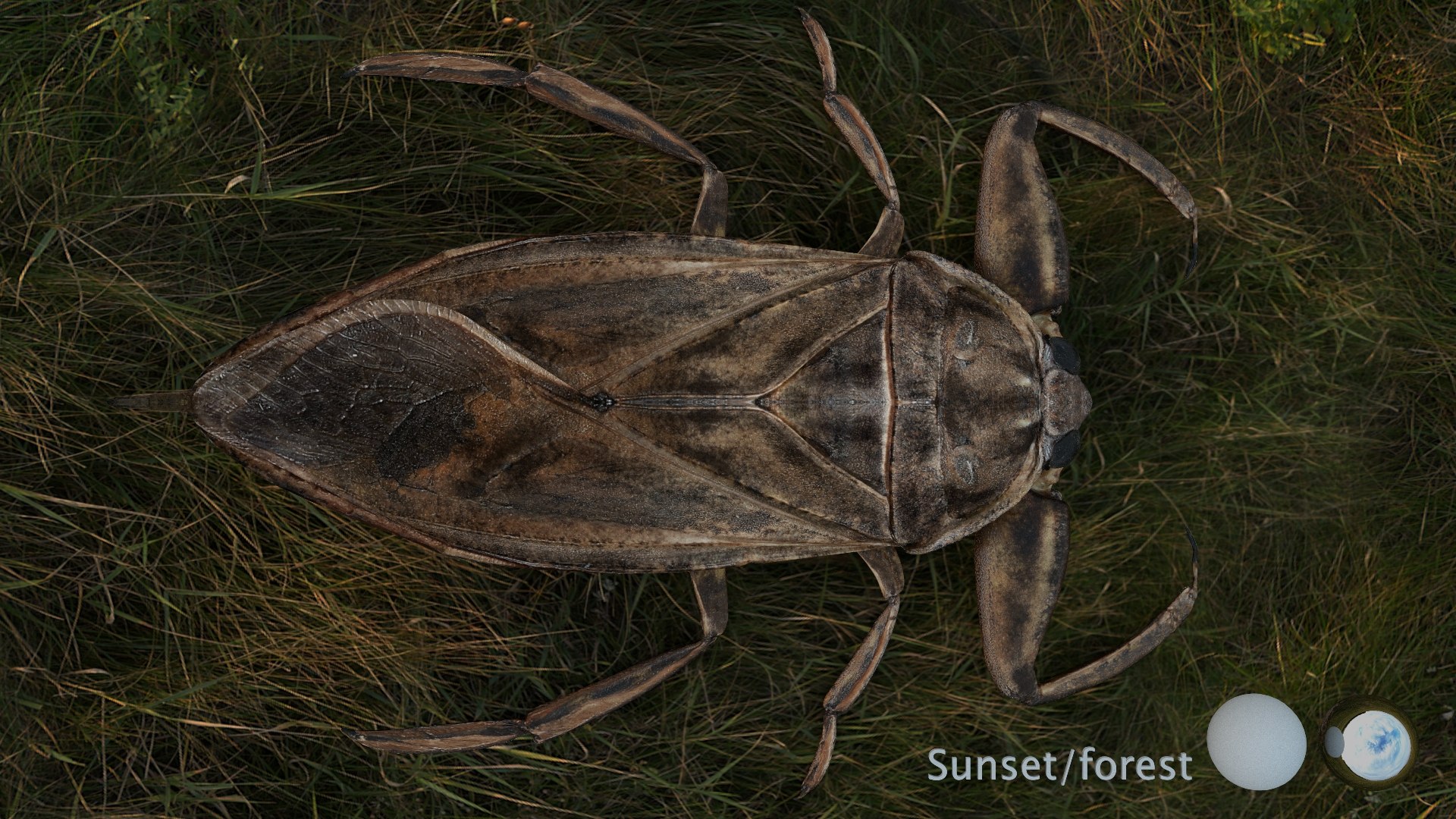 3D Rigged GiantWaterBug Model - TurboSquid 2013314