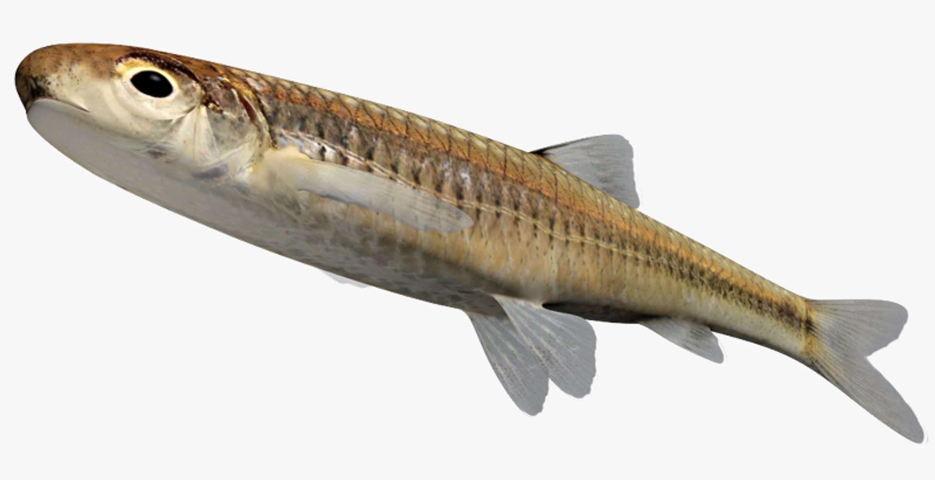 3D Shiner Collection - TurboSquid 1814435