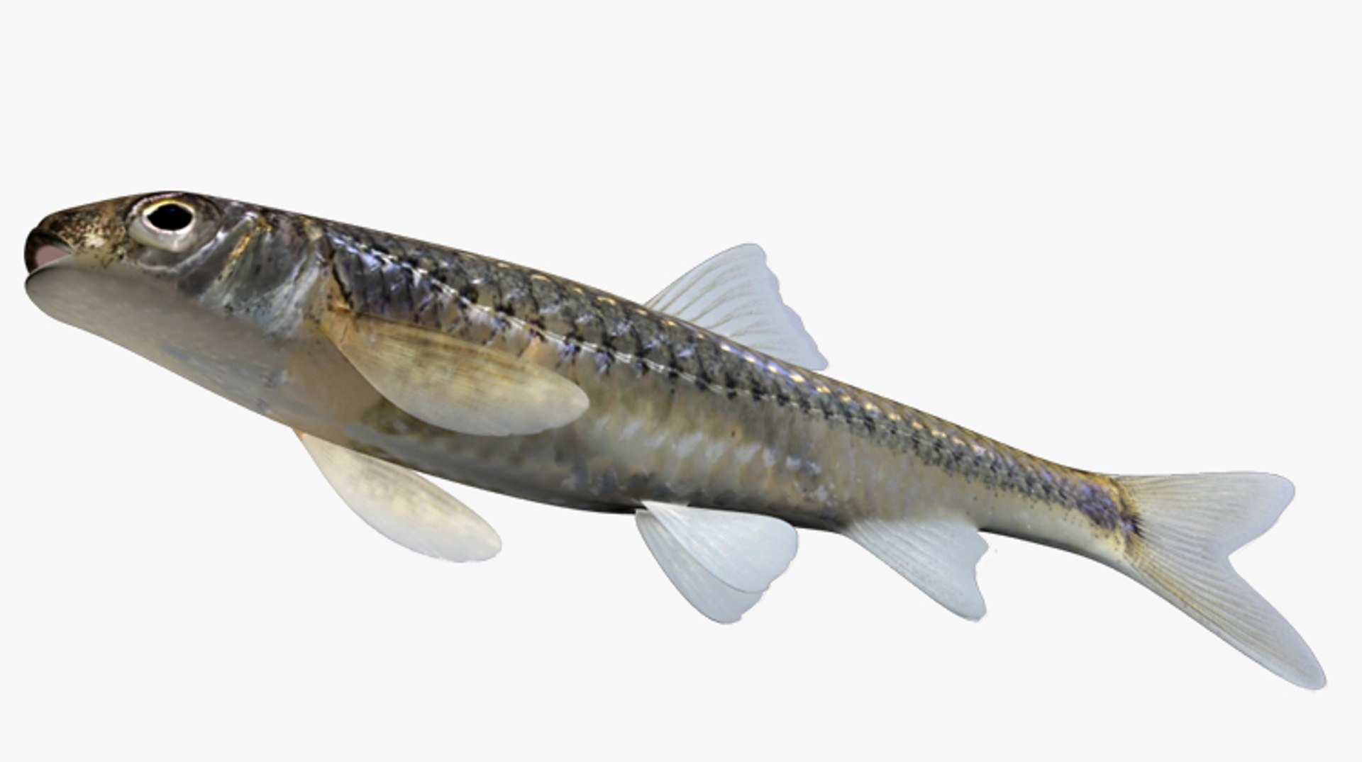 3D Shiner Collection - TurboSquid 1814435