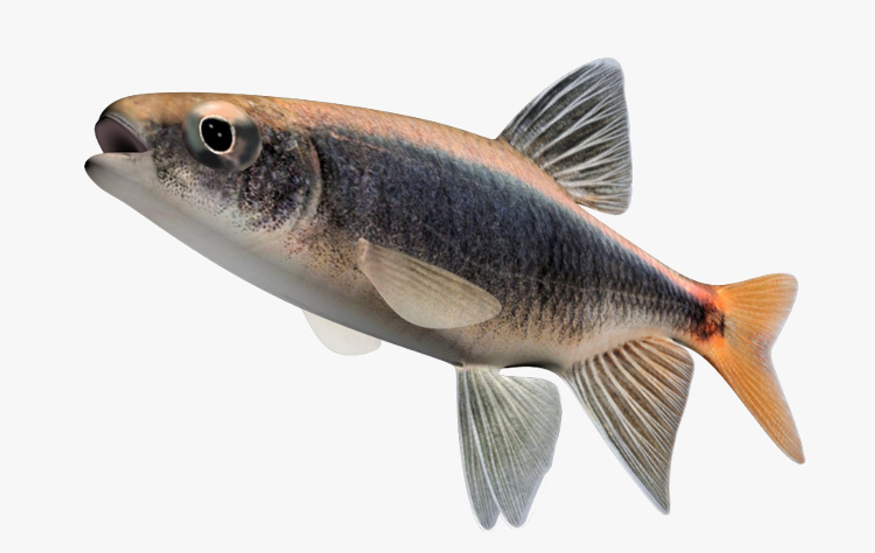 3D Shiner Collection - TurboSquid 1814435