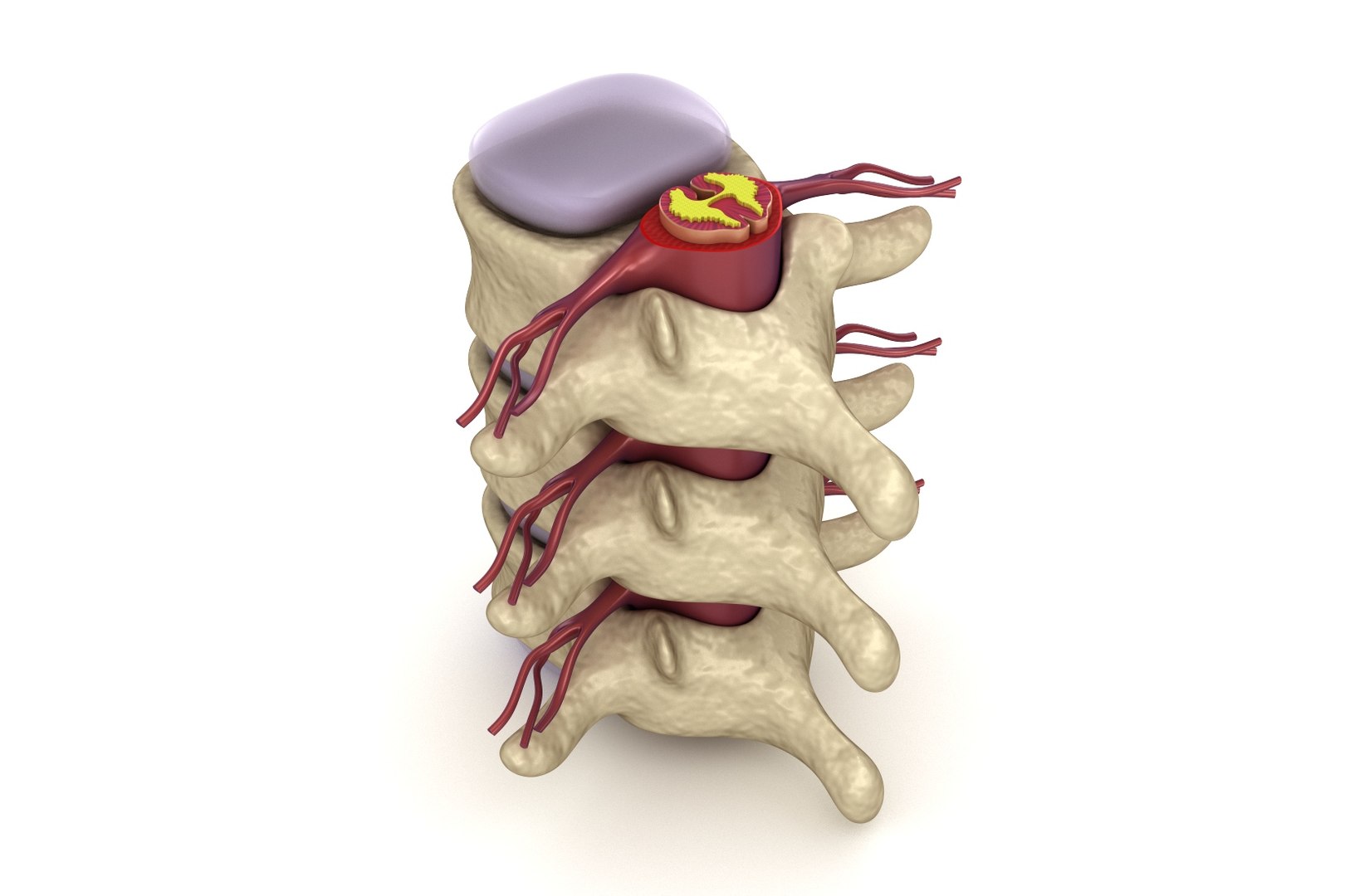 3d human spine : nerve