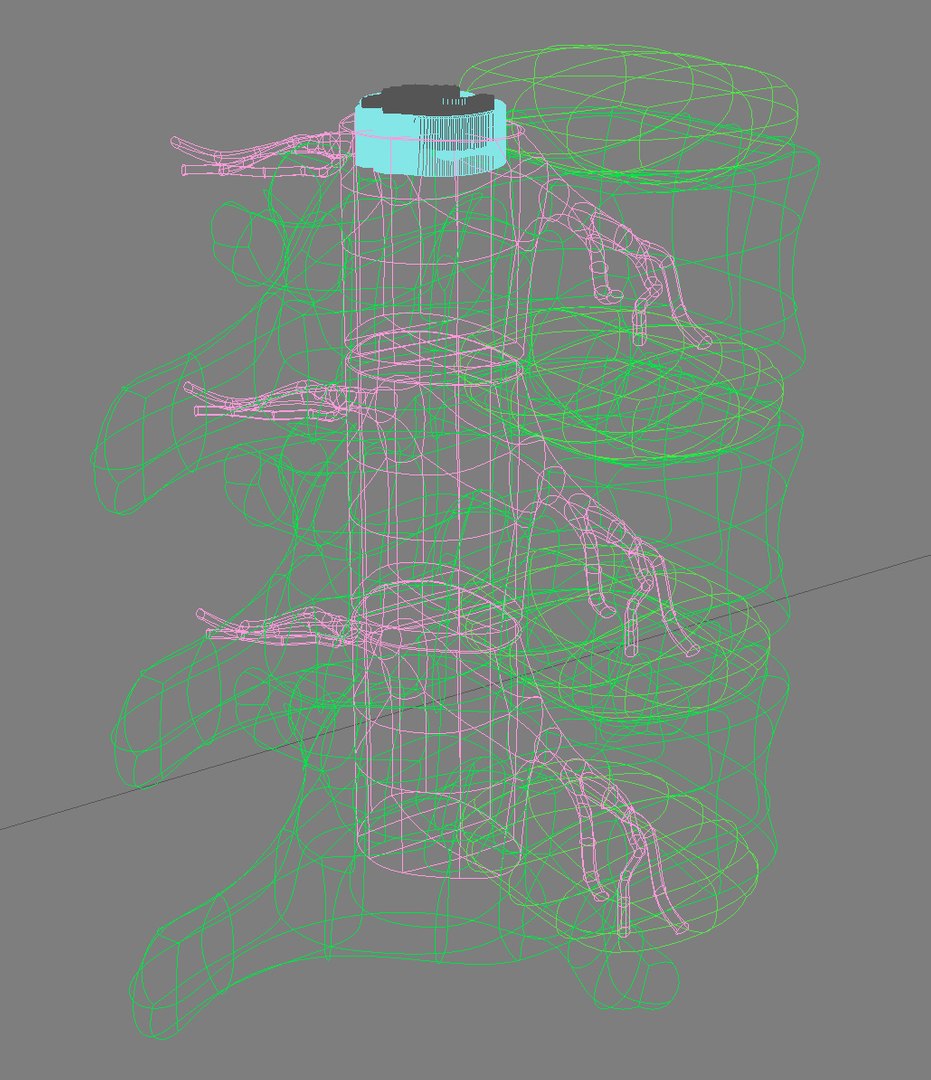 3d human spine : nerve