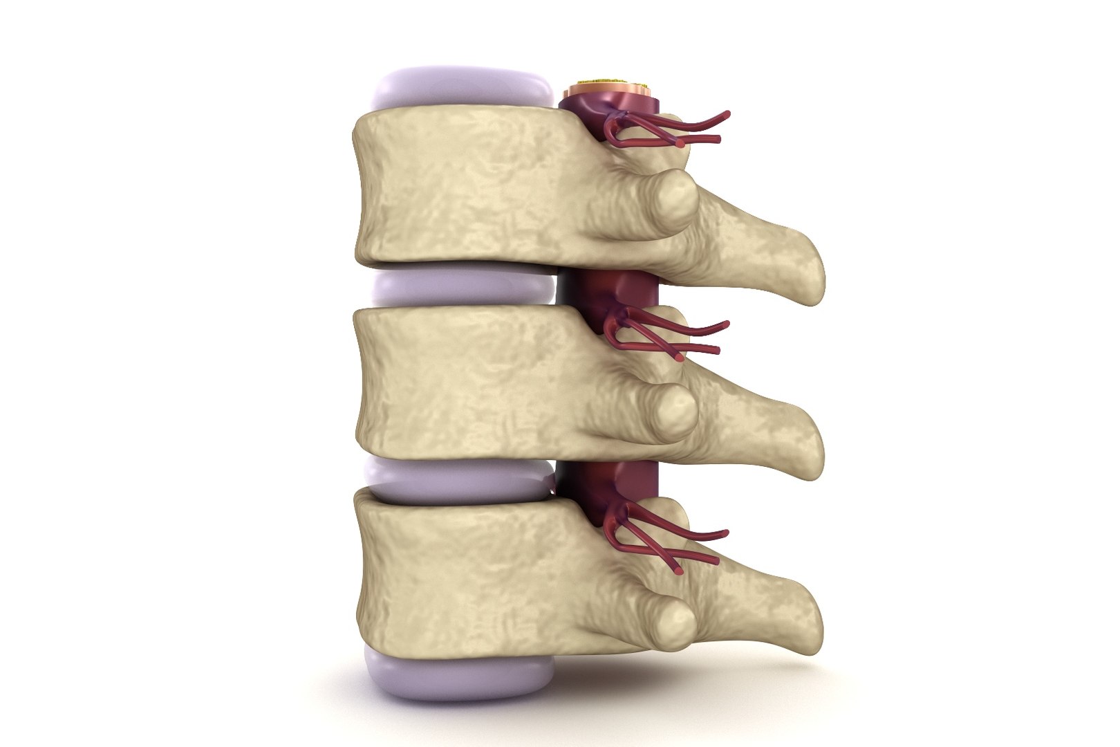 3d human spine : nerve