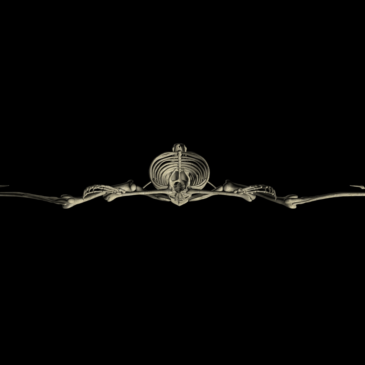 Bat skeleton bone 3D model - TurboSquid 1300280