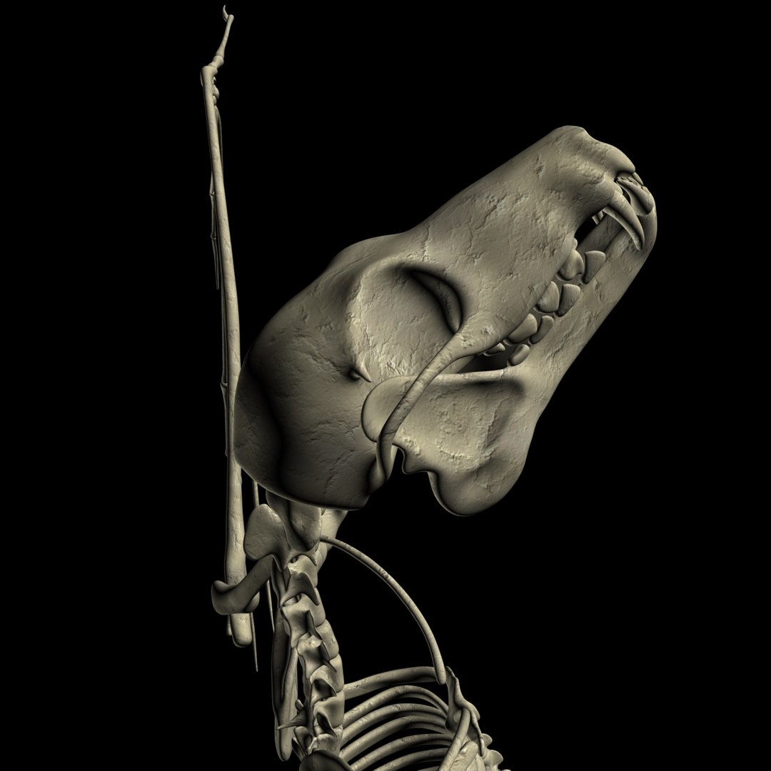 Bat Skeleton Bone 3D Model - TurboSquid 1300280