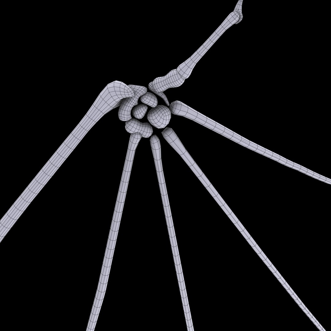 Bat Skeleton Bone 3D Model - TurboSquid 1300280