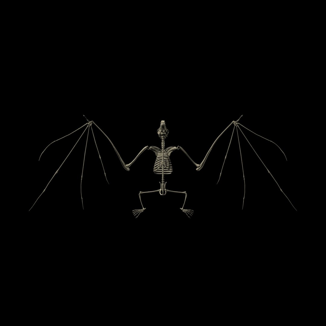 Bat Skeleton Bone 3D Model - TurboSquid 1300280