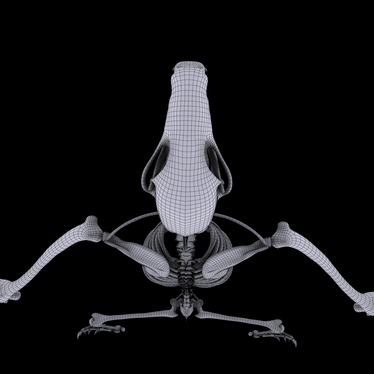 Bat skeleton bone 3D model - TurboSquid 1300280