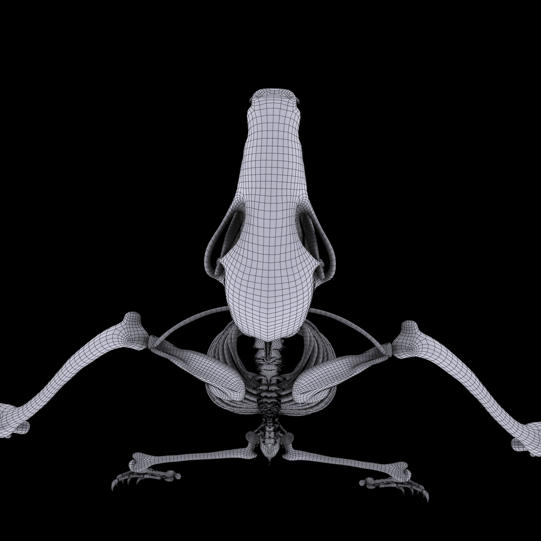 Bat skeleton bone 3D model - TurboSquid 1300280