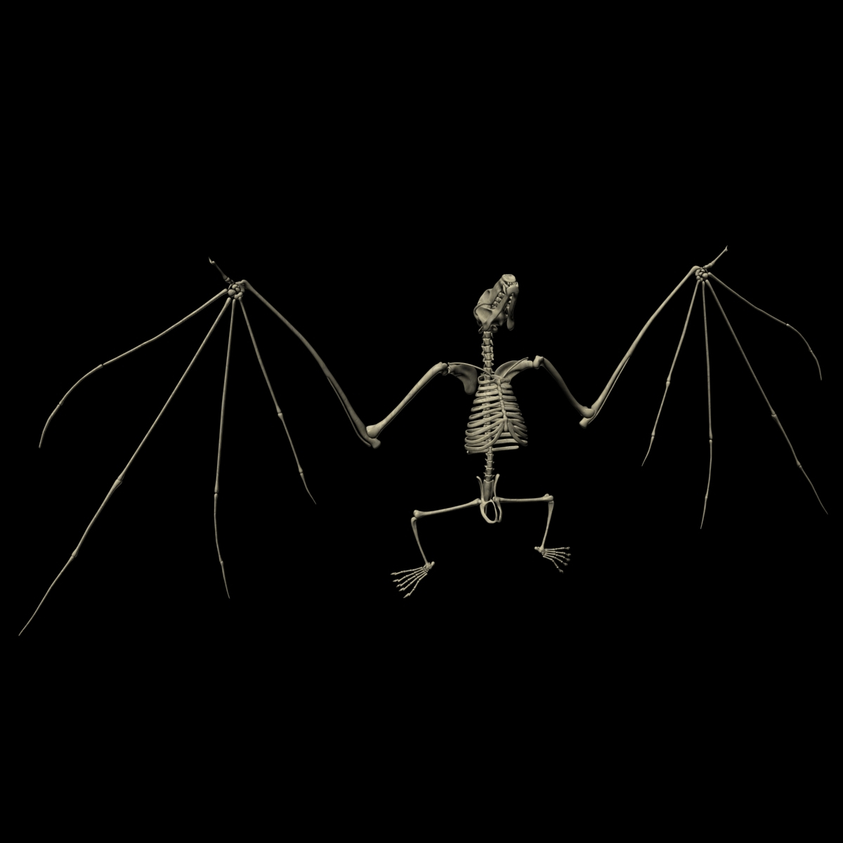 Bat skeleton bone 3D model - TurboSquid 1300280