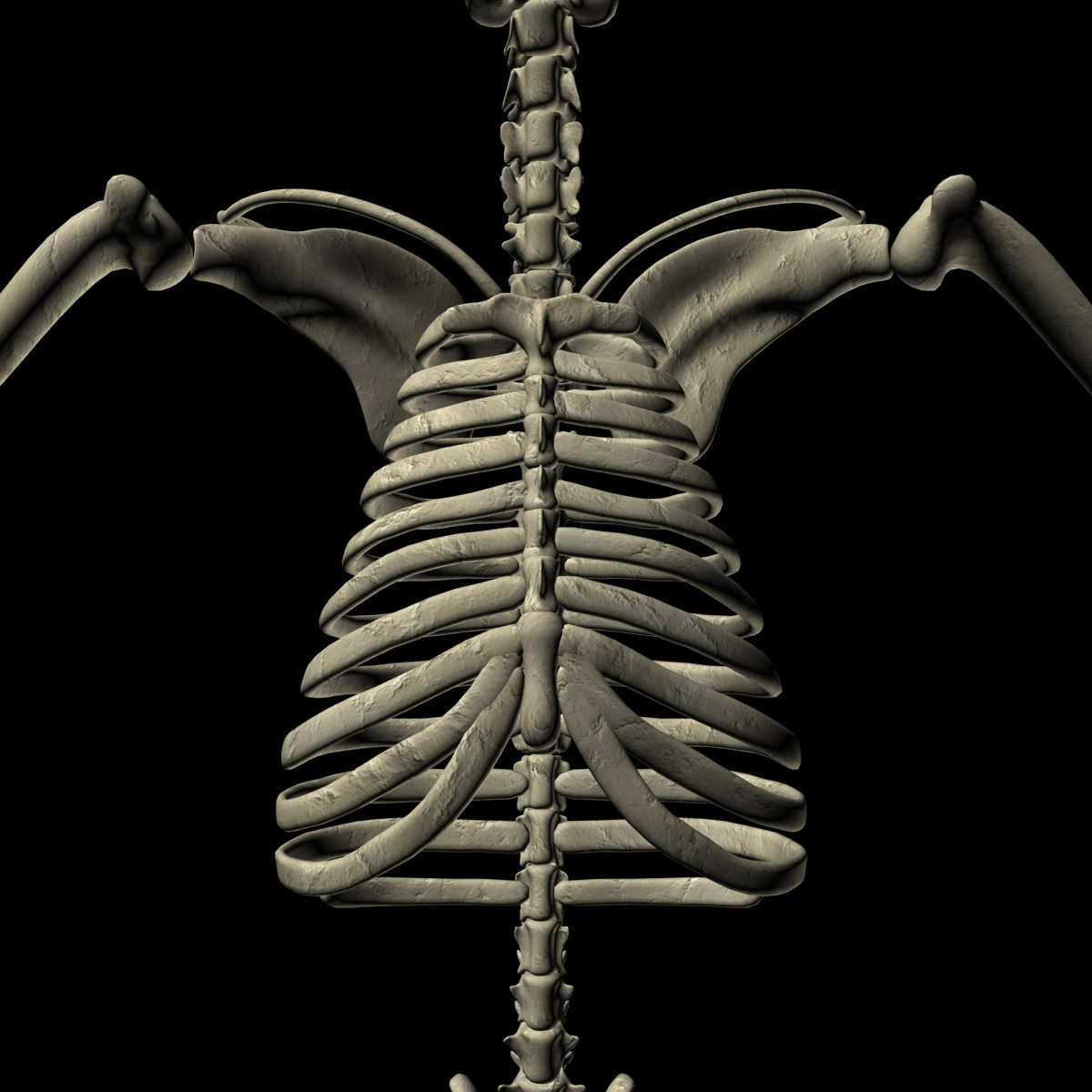 Bat skeleton bone 3D model - TurboSquid 1300280