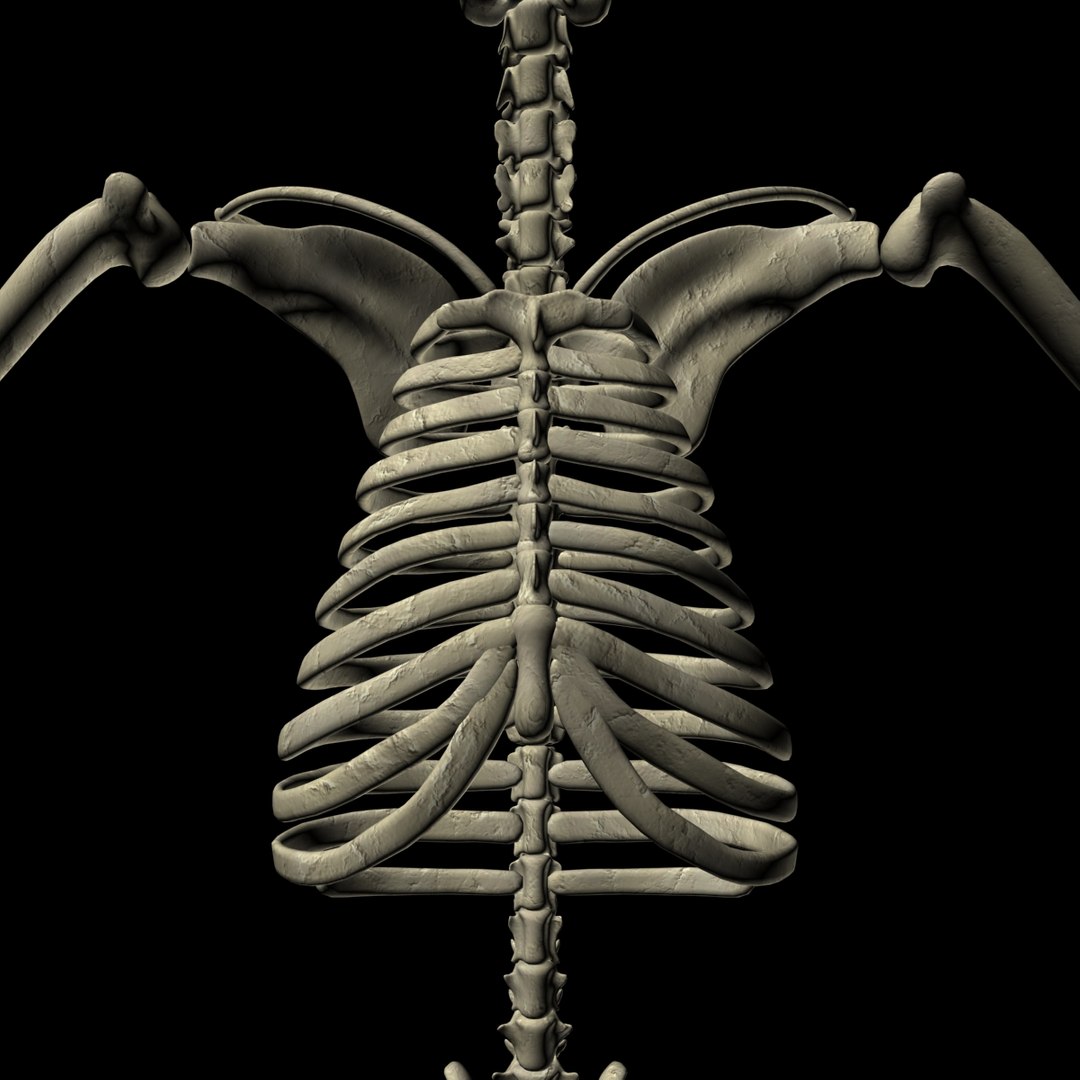 Bat Skeleton Bone 3D Model - TurboSquid 1300280