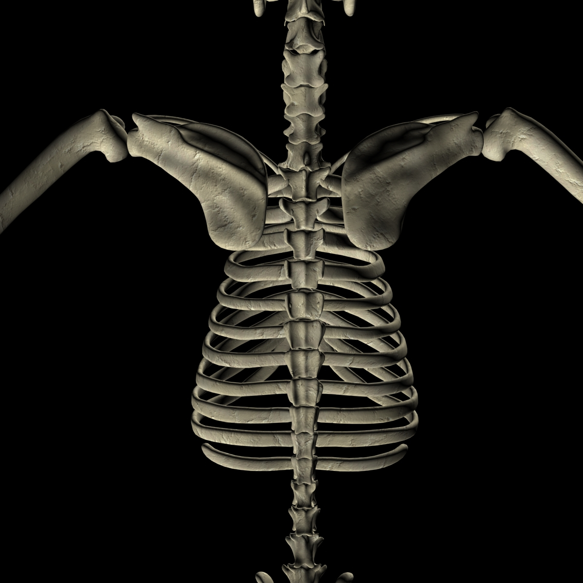 Bat skeleton bone 3D model - TurboSquid 1300280