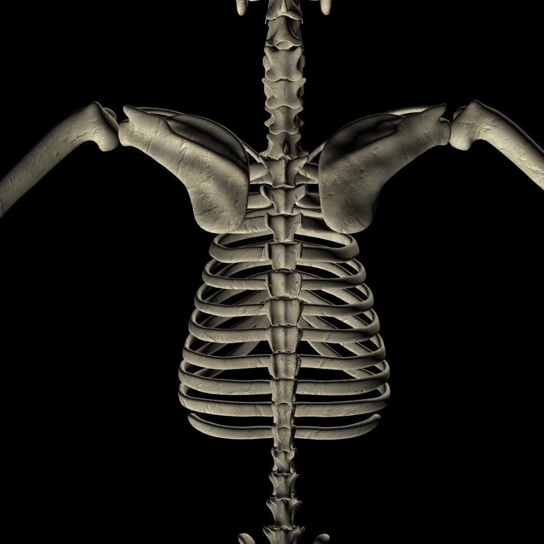 Bat Skeleton Bone 3D Model - TurboSquid 1300280