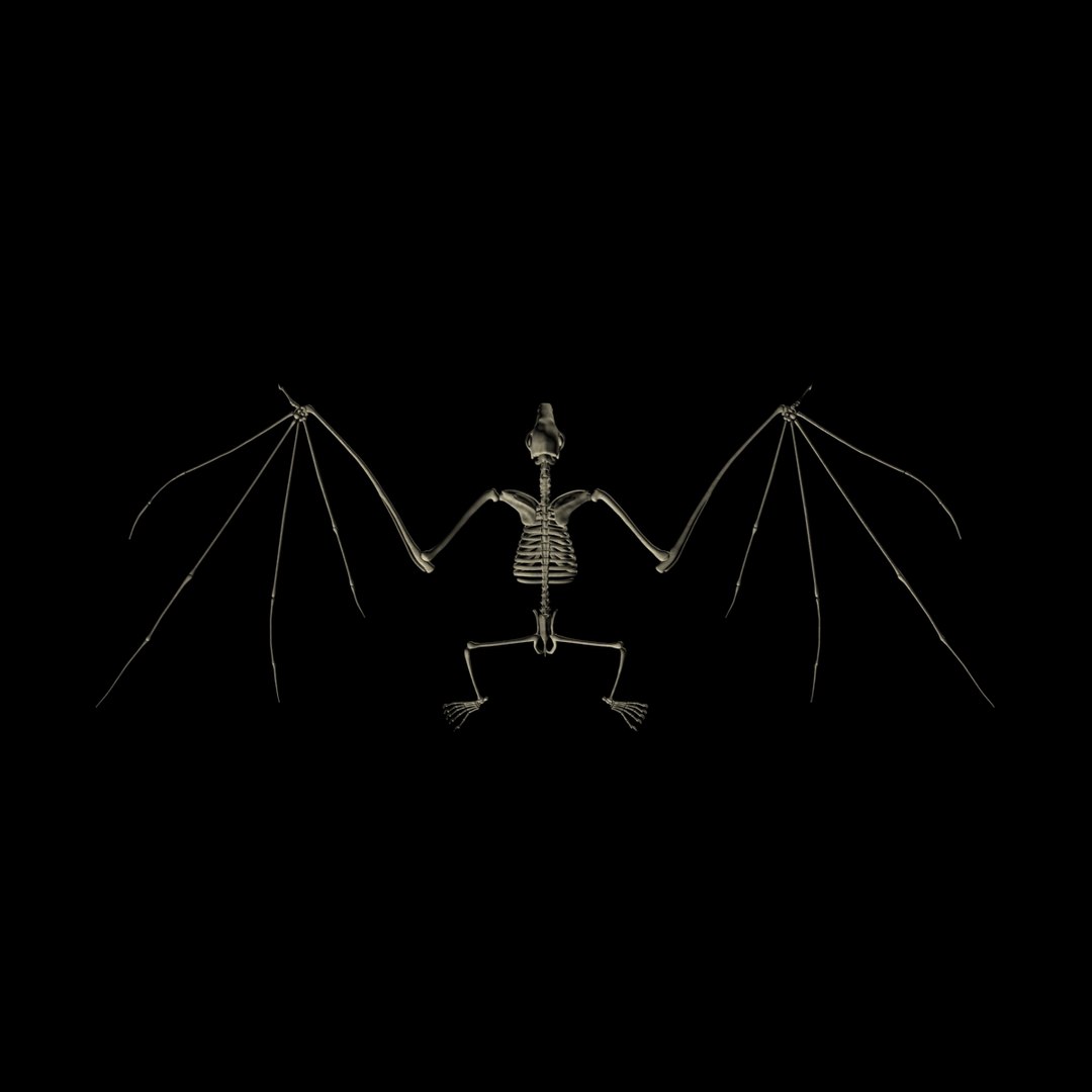 Bat Skeleton Bone 3D Model - TurboSquid 1300280