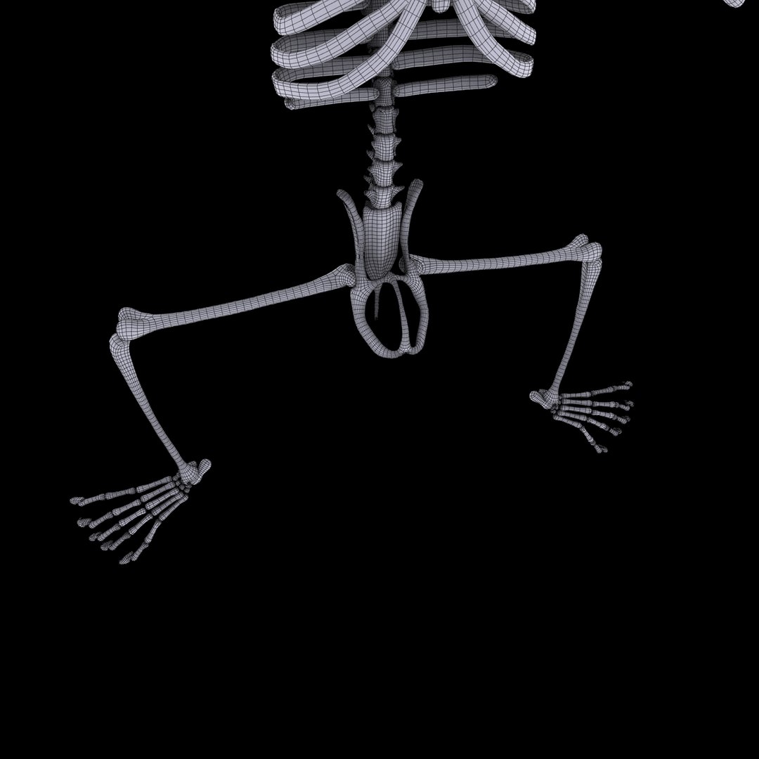 Bat Skeleton Bone 3D Model - TurboSquid 1300280