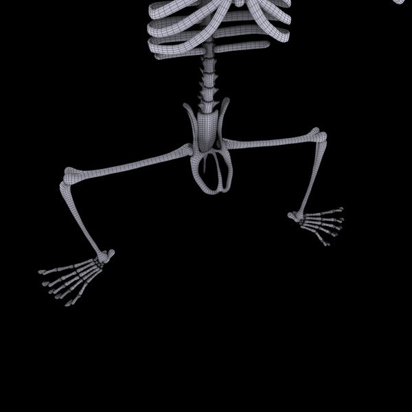 Bat skeleton bone 3D model - TurboSquid 1300280