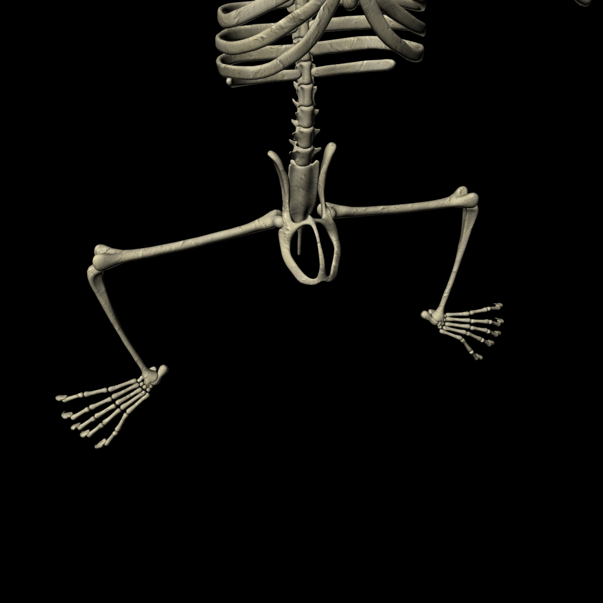 Bat skeleton bone 3D model - TurboSquid 1300280