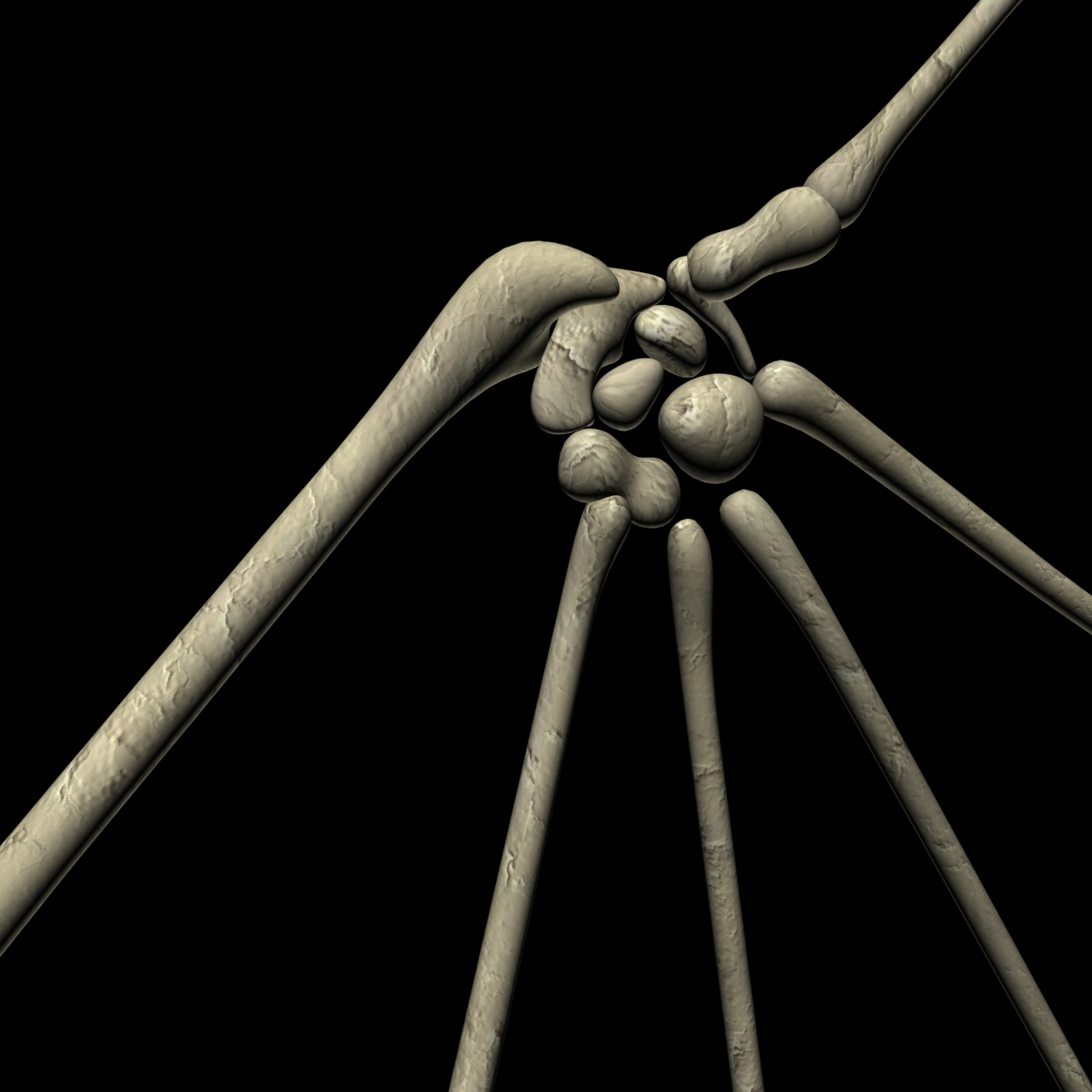 Bat skeleton bone 3D model - TurboSquid 1300280