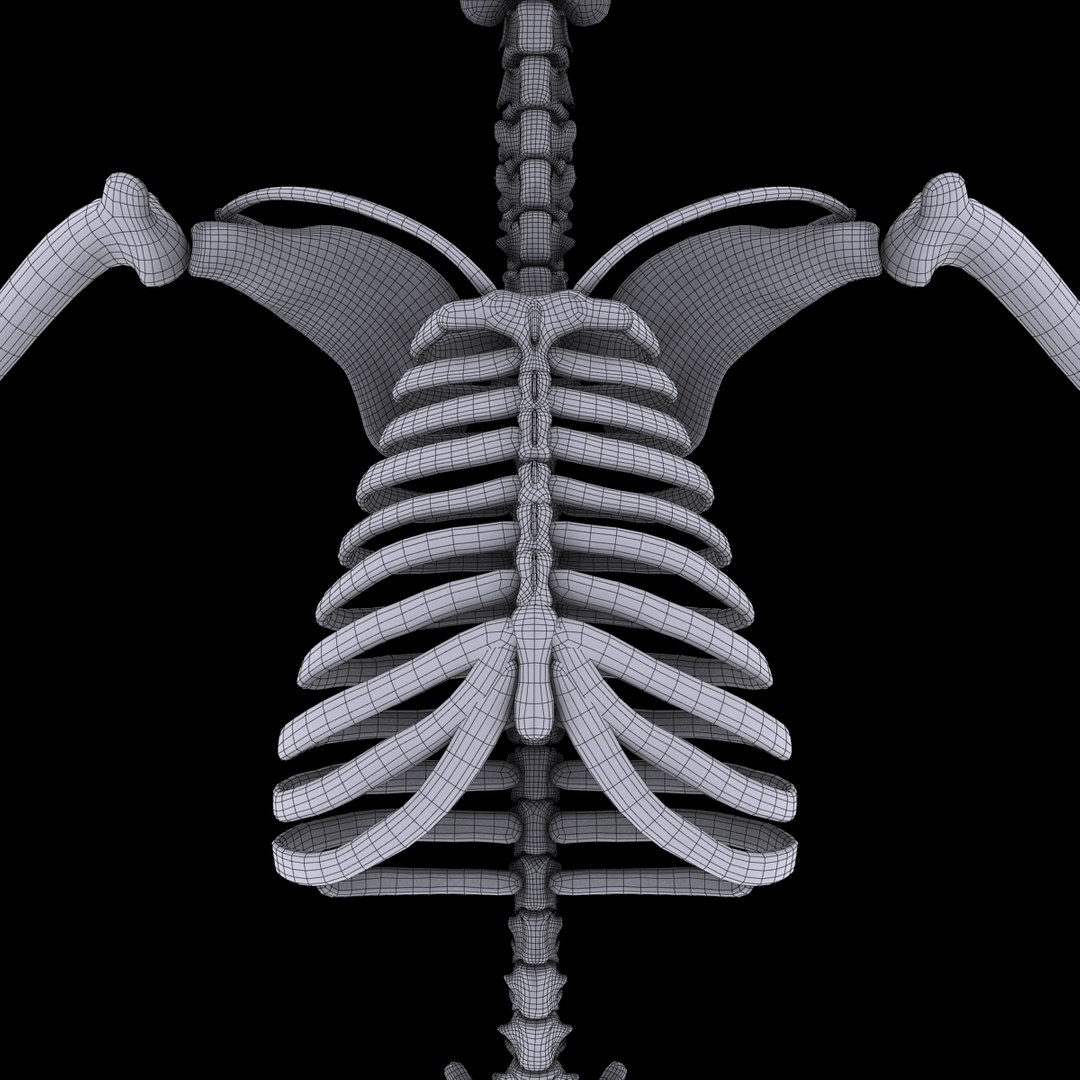 Bat Skeleton Bone 3D Model - TurboSquid 1300280