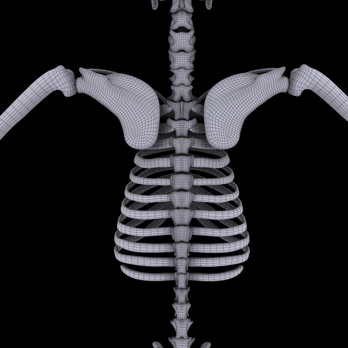 Bat skeleton bone 3D model - TurboSquid 1300280