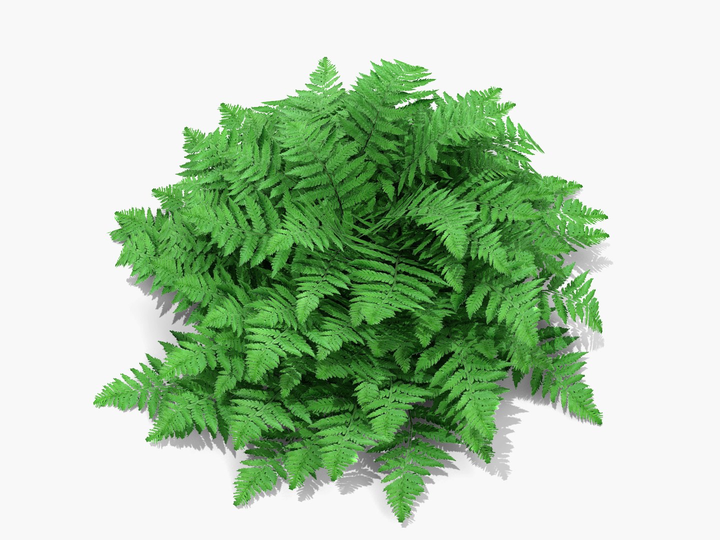 3d Model Plant Crested Lady Fern