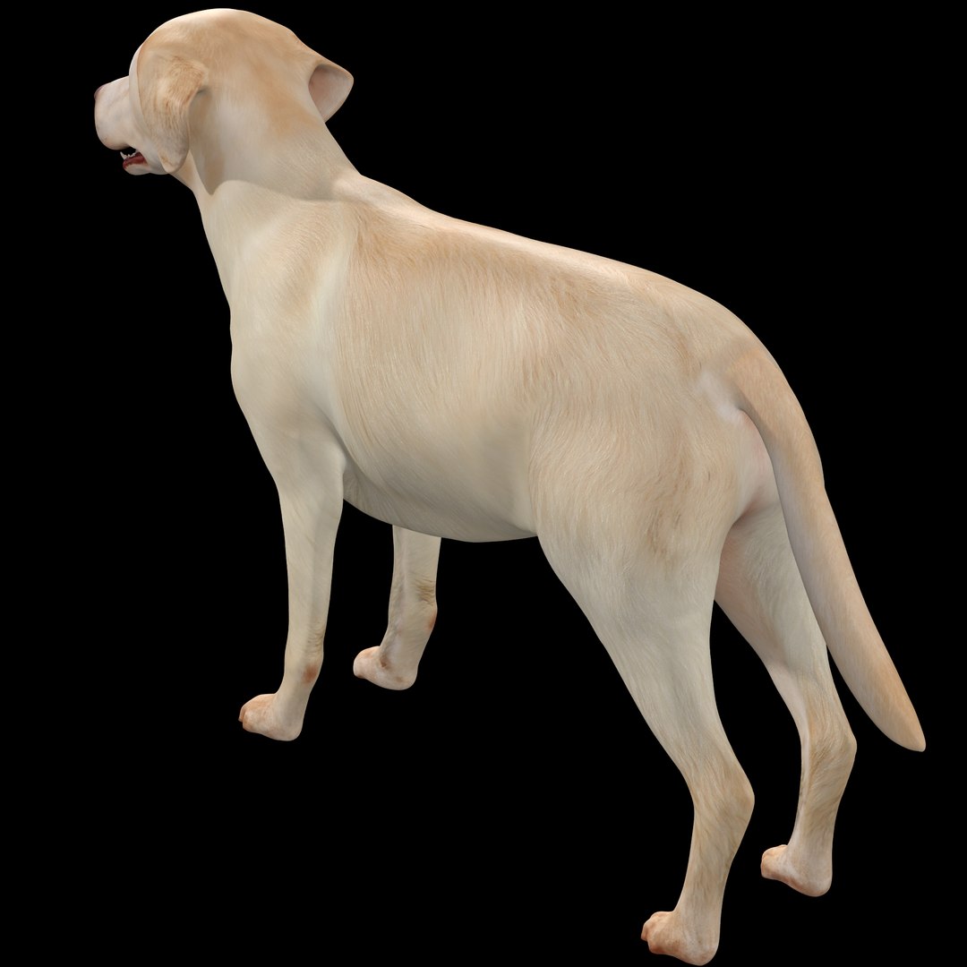 3D Labrador Retriever - Dog Rig Model - TurboSquid 1904655