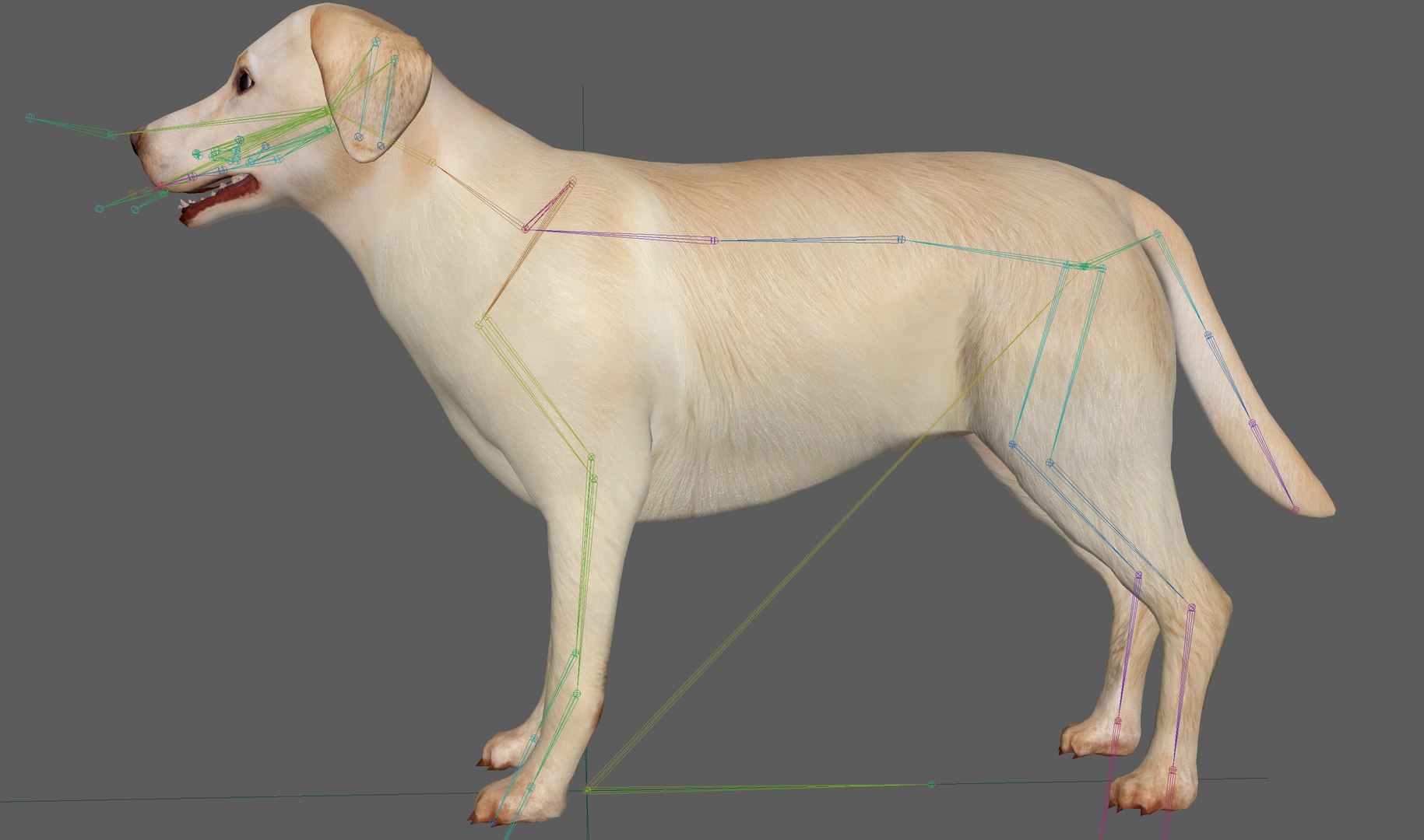 3D Labrador Retriever - Dog Rig Model - TurboSquid 1904655