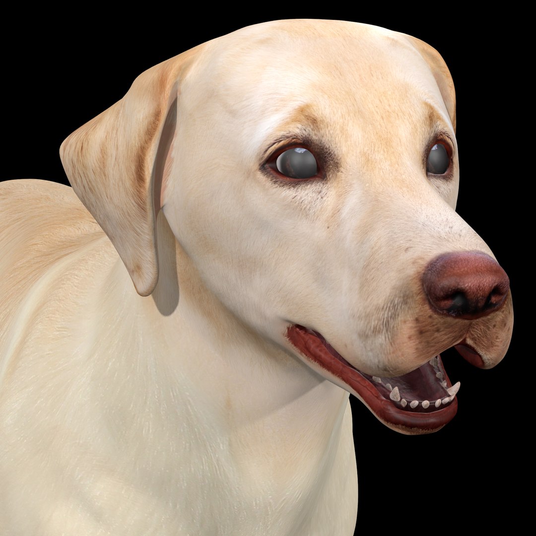 3D Labrador Retriever - Dog Rig Model - TurboSquid 1904655