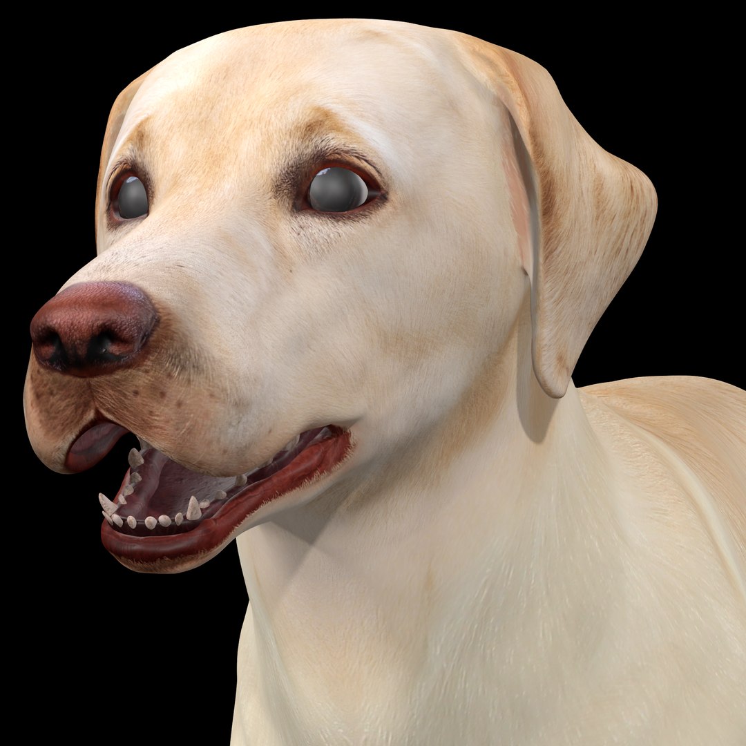 3D Labrador Retriever - Dog Rig Model - TurboSquid 1904655