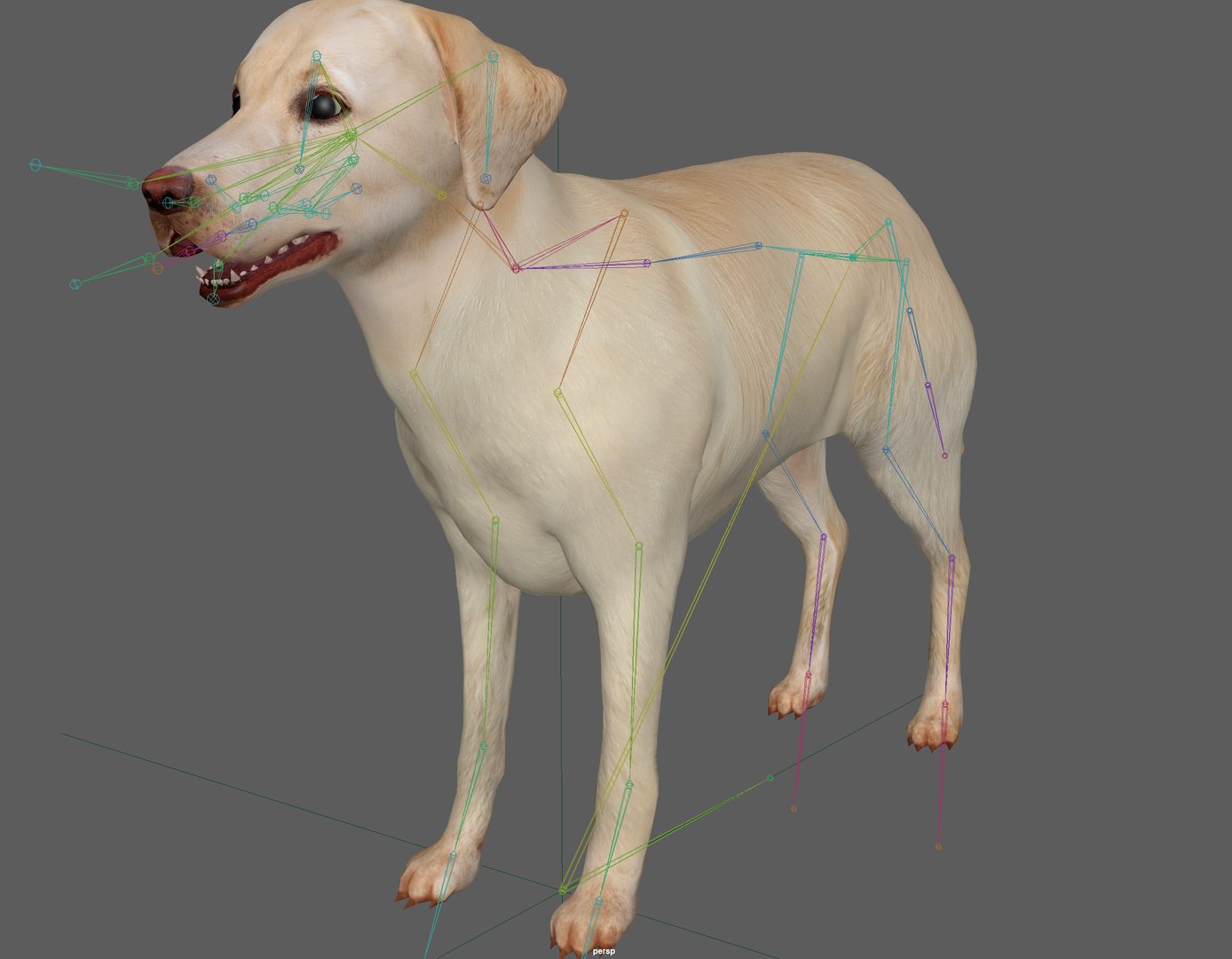 3D Labrador Retriever - Dog Rig Model - TurboSquid 1904655