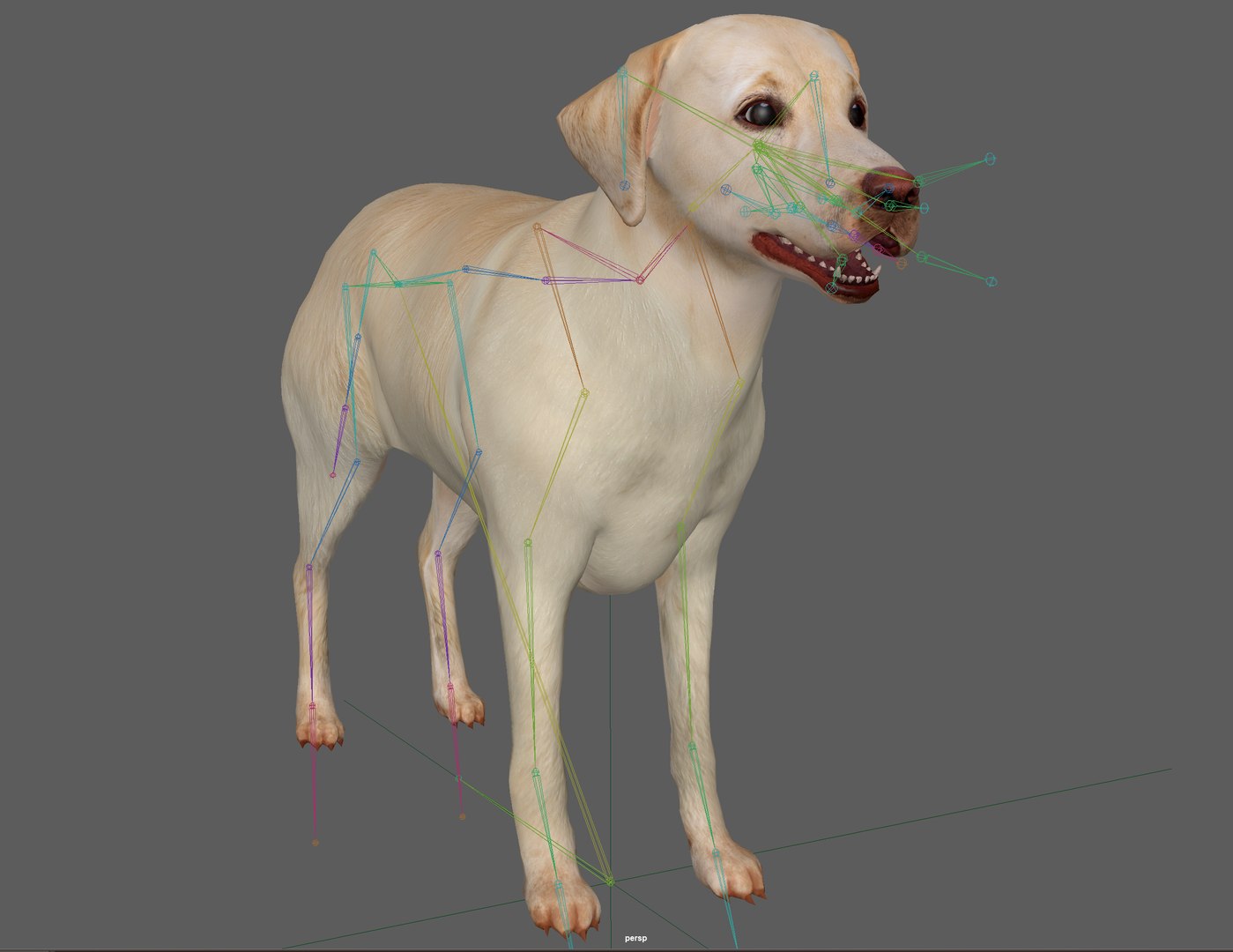 3D Labrador Retriever - Dog Rig Model - TurboSquid 1904655