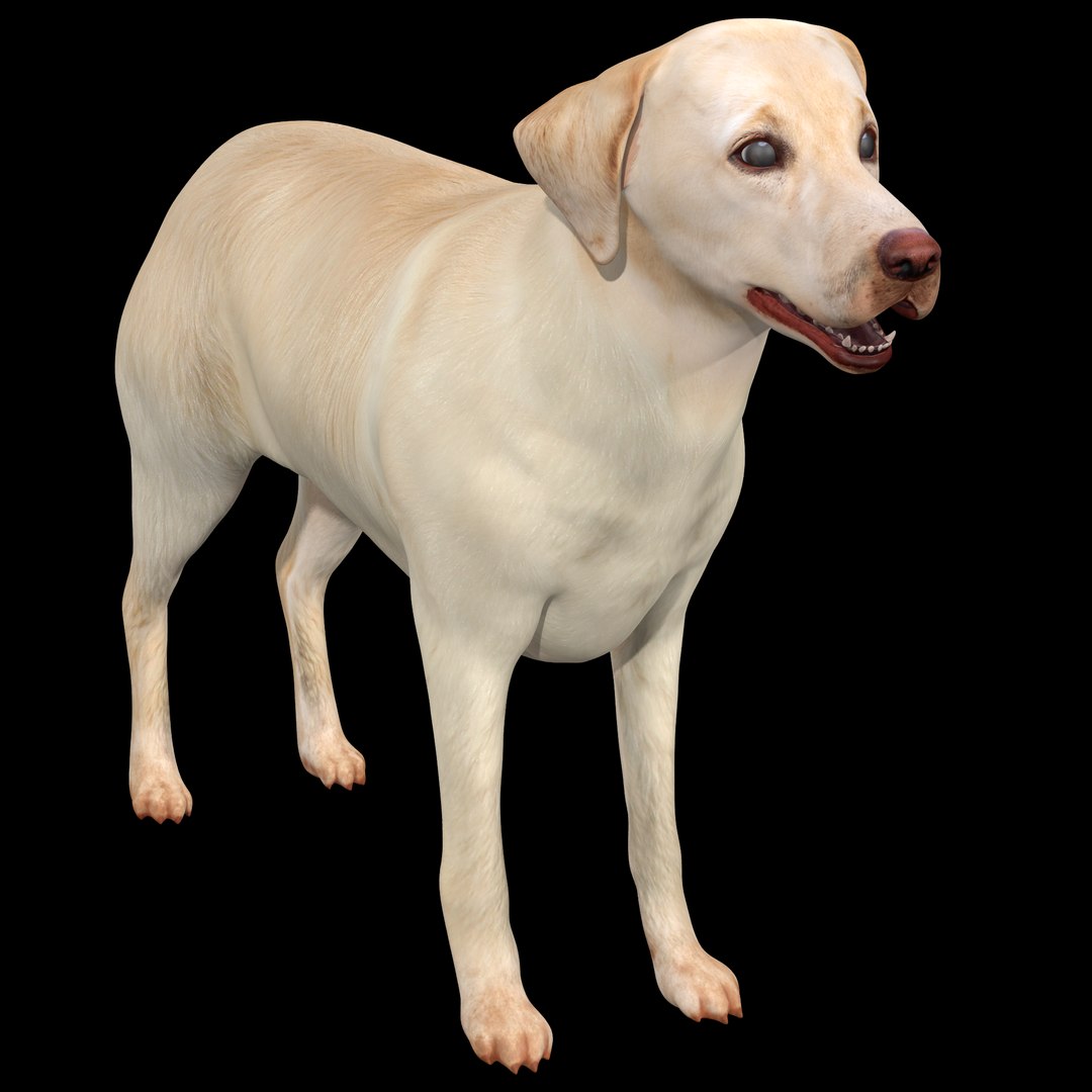 3D Labrador Retriever - Dog Rig Model - TurboSquid 1904655
