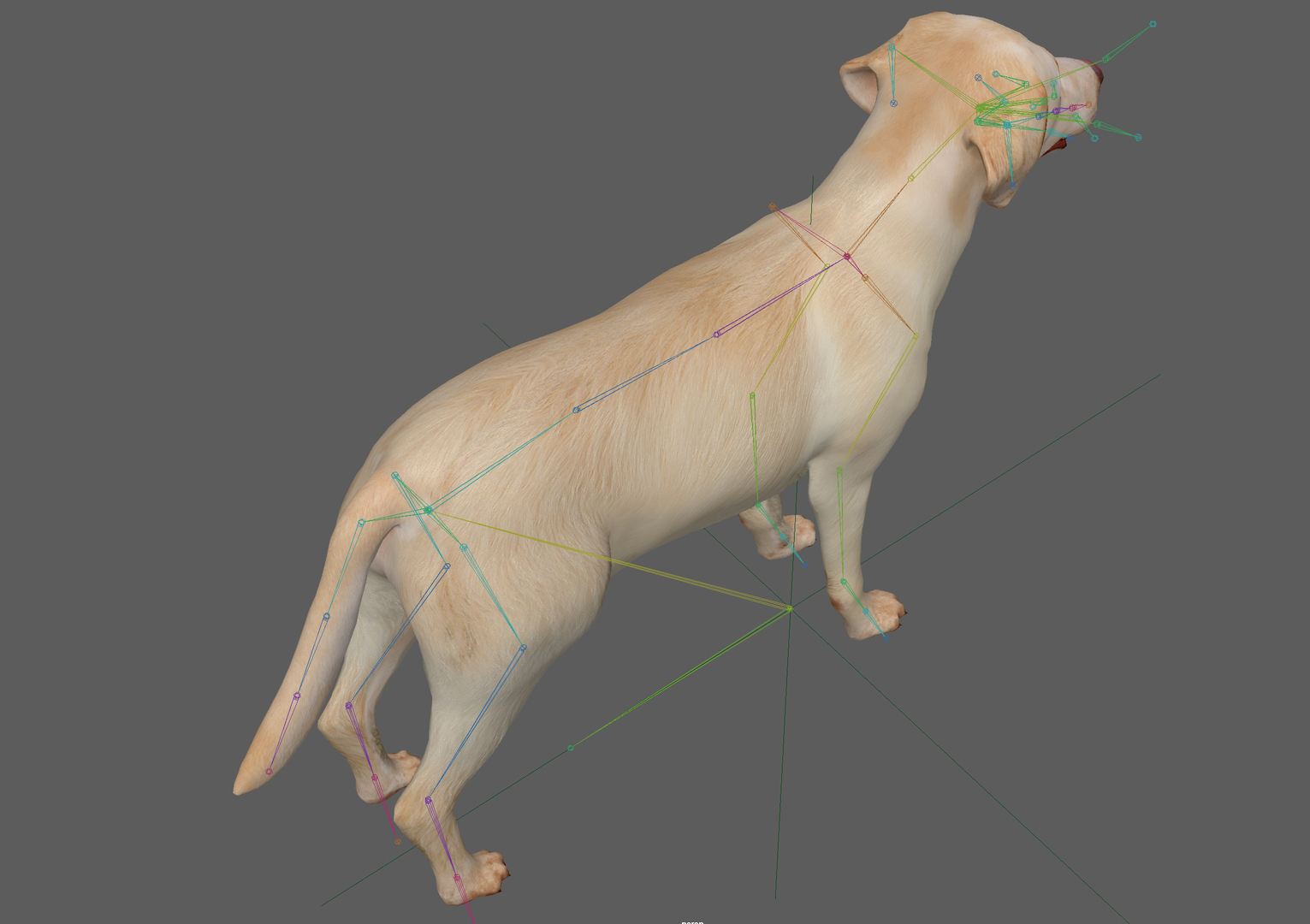 3D Labrador Retriever - Dog Rig model - TurboSquid 1904655