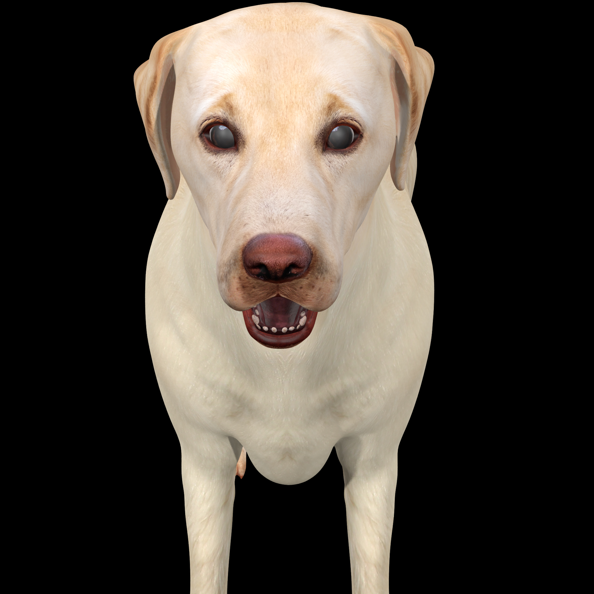 3D Labrador Retriever - Dog Rig model - TurboSquid 1904655