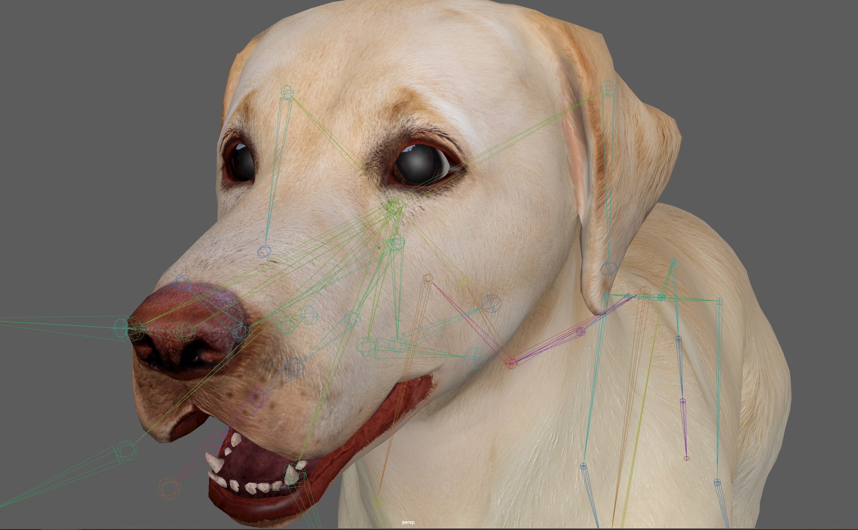 3D Labrador Retriever - Dog Rig Model - TurboSquid 1904655