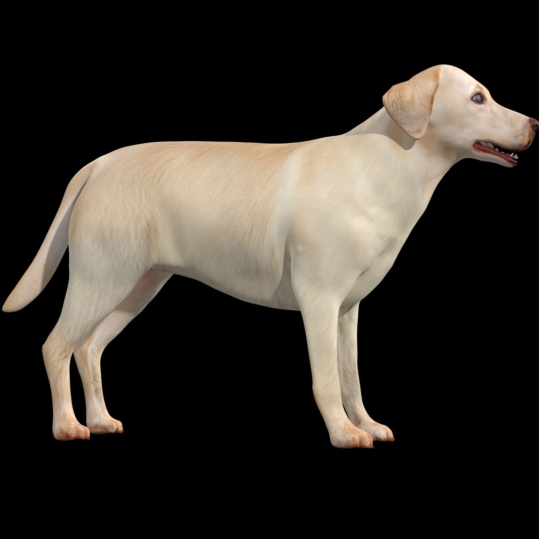 3D Labrador Retriever - Dog Rig Model - TurboSquid 1904655