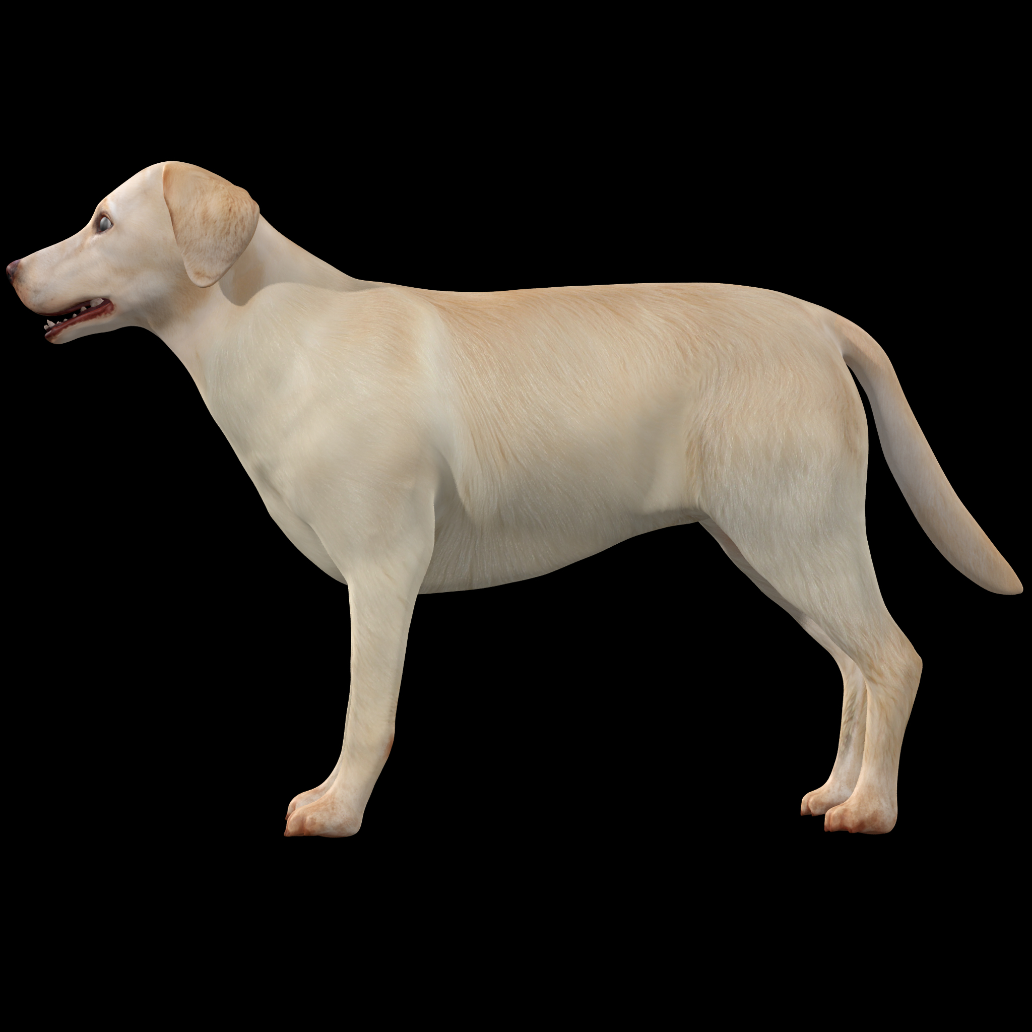 3D Labrador Retriever - Dog Rig model - TurboSquid 1904655