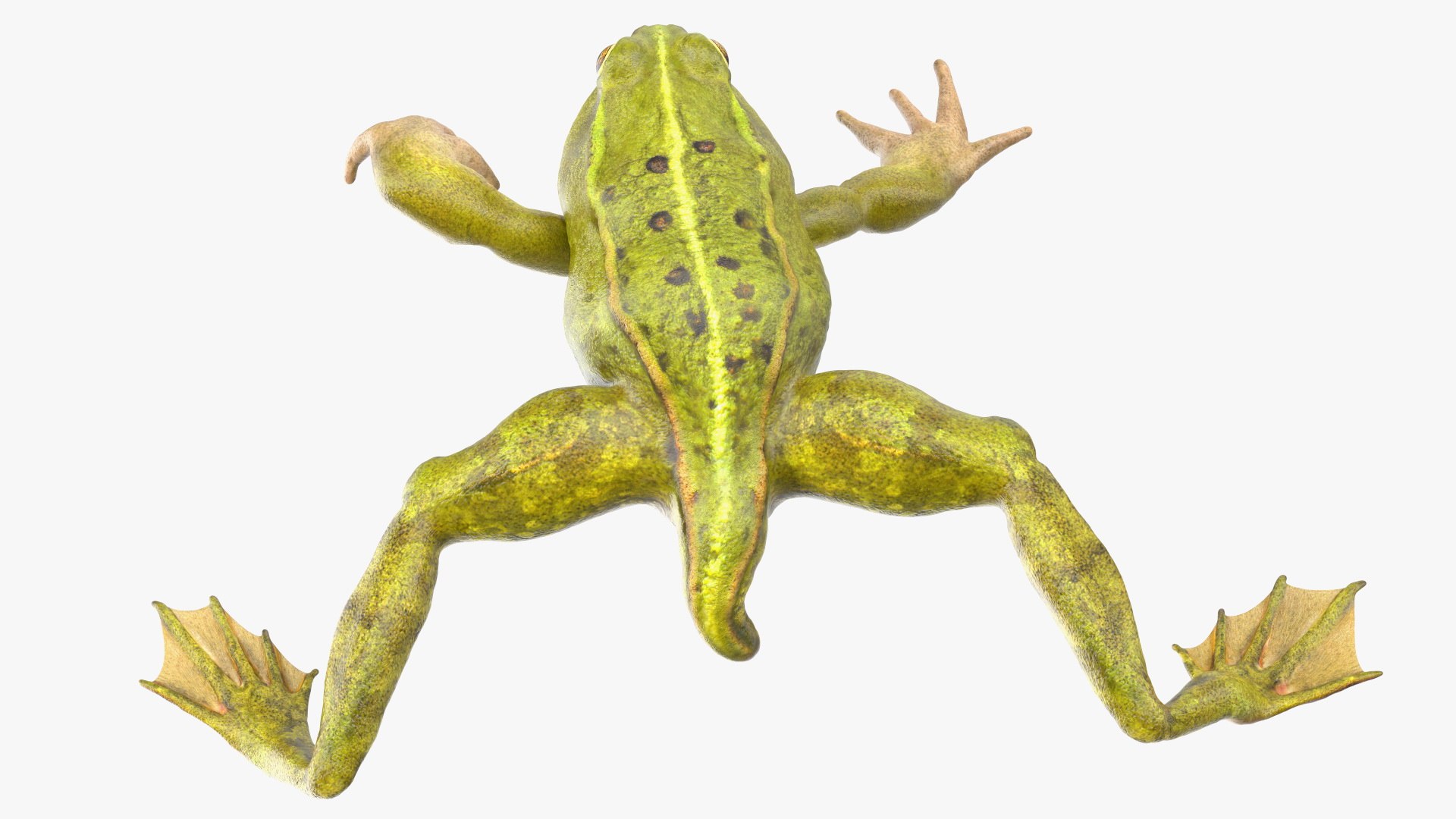 3D Froglet Model - TurboSquid 1737399