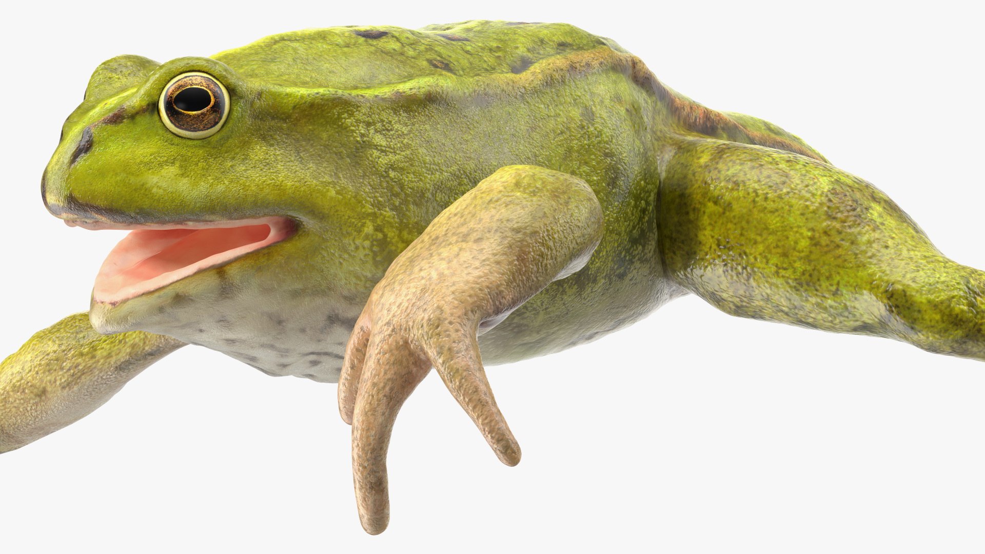 3D Froglet Model - TurboSquid 1737399