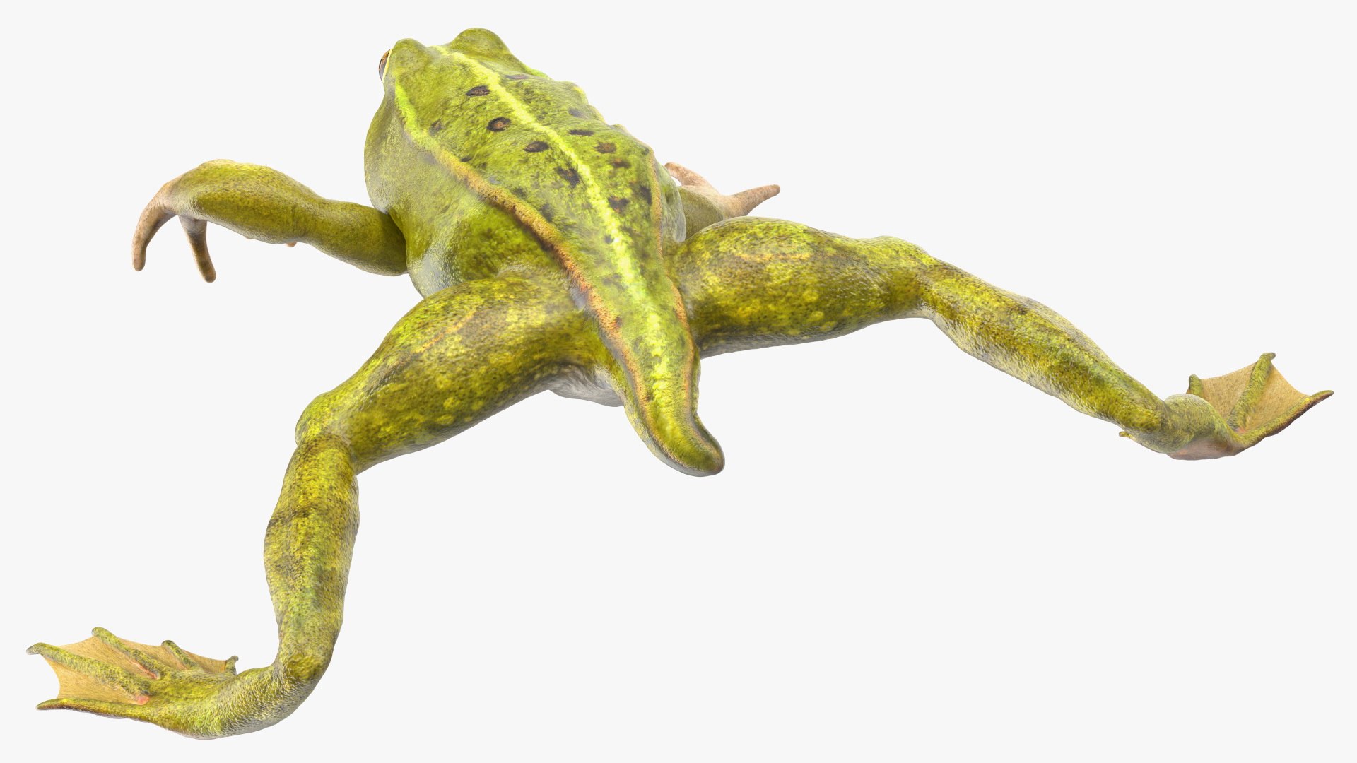 3D Froglet Model - TurboSquid 1737399