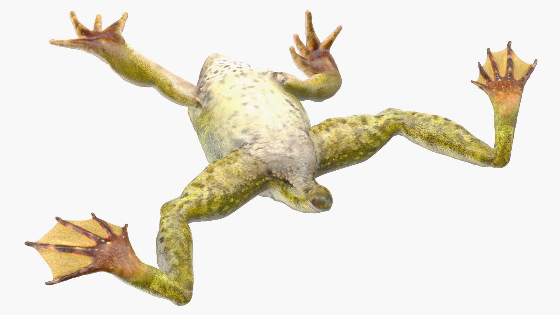 3D Froglet Model - TurboSquid 1737399