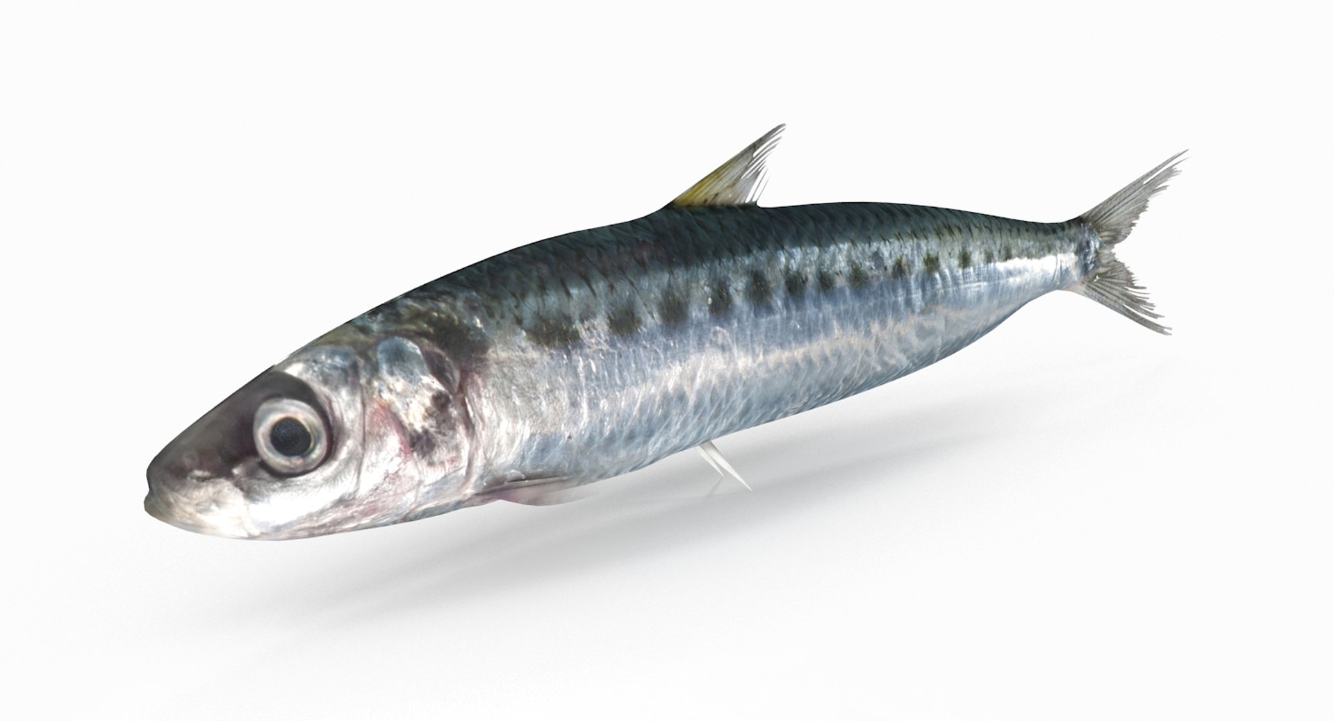 3D Spotted Sardine - TurboSquid 1171444