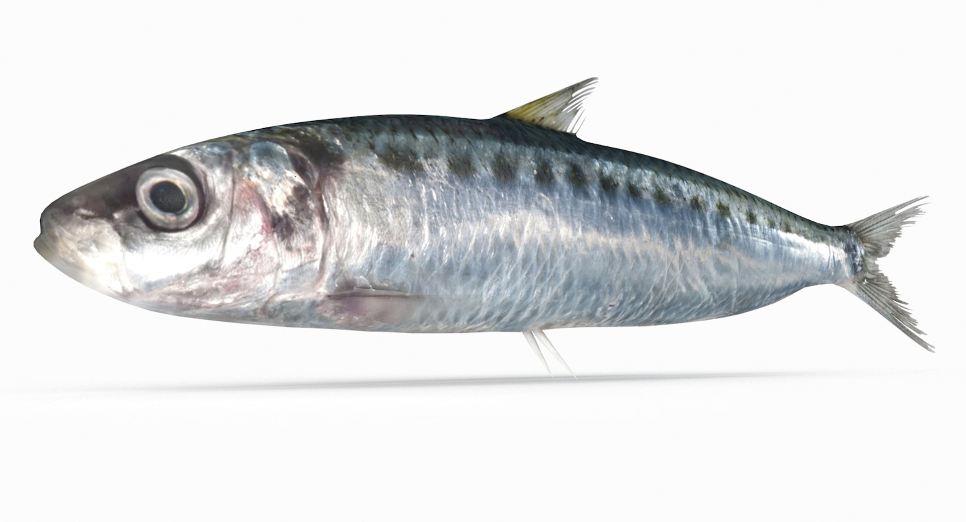 3D Spotted Sardine - TurboSquid 1171444