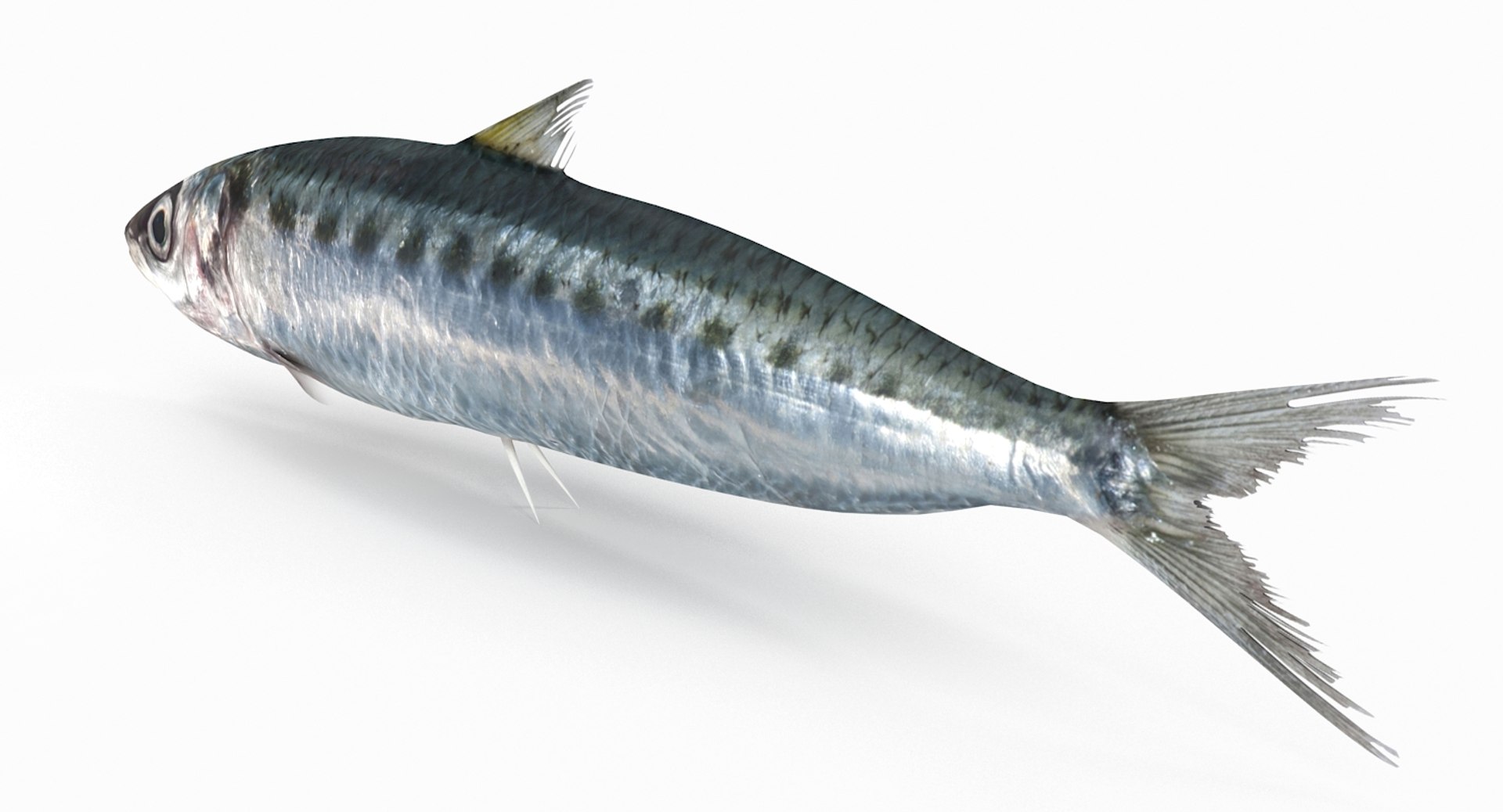 3D Spotted Sardine - TurboSquid 1171444
