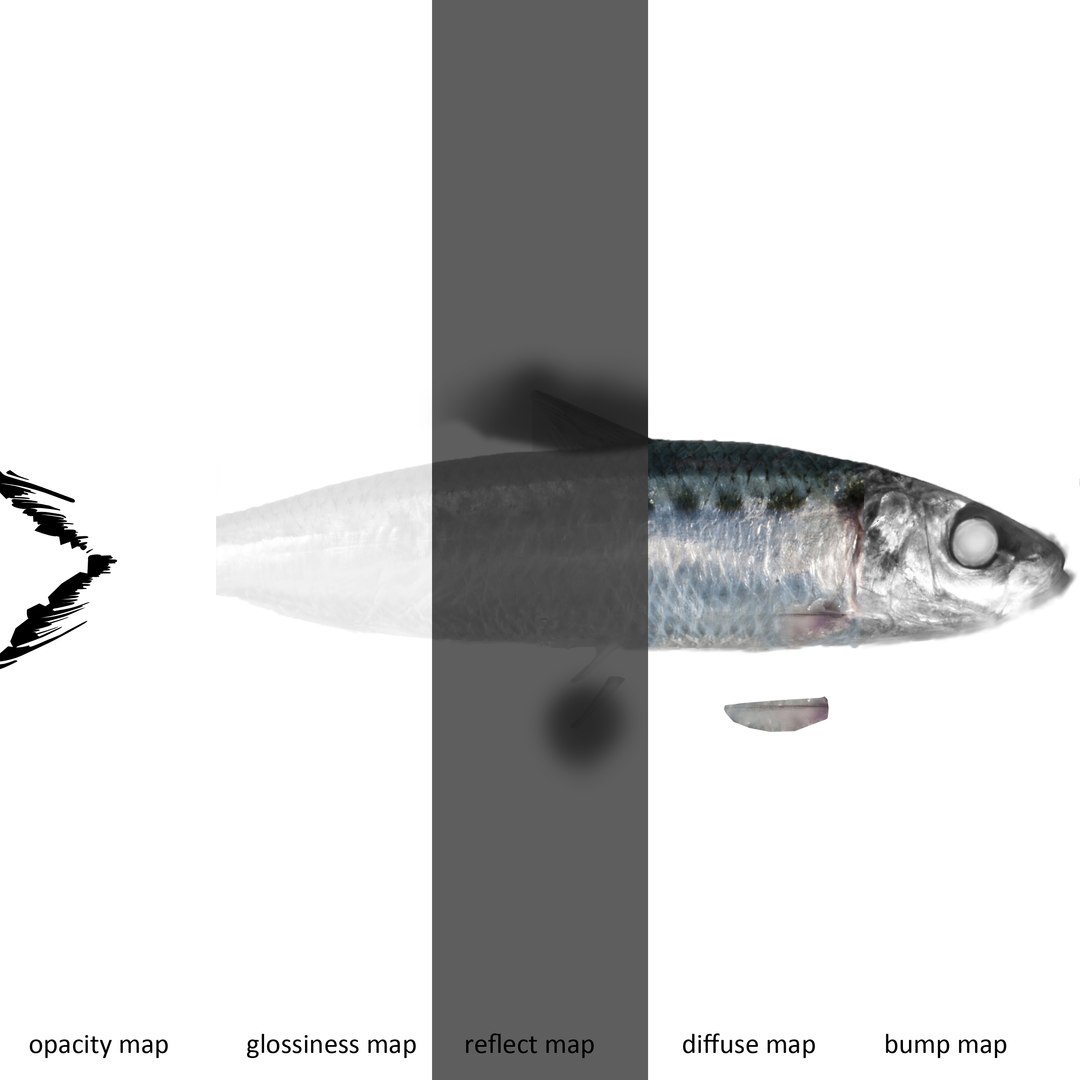 3D Spotted Sardine - TurboSquid 1171444