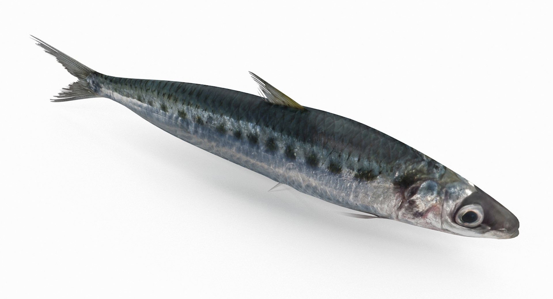 3D Spotted Sardine - TurboSquid 1171444