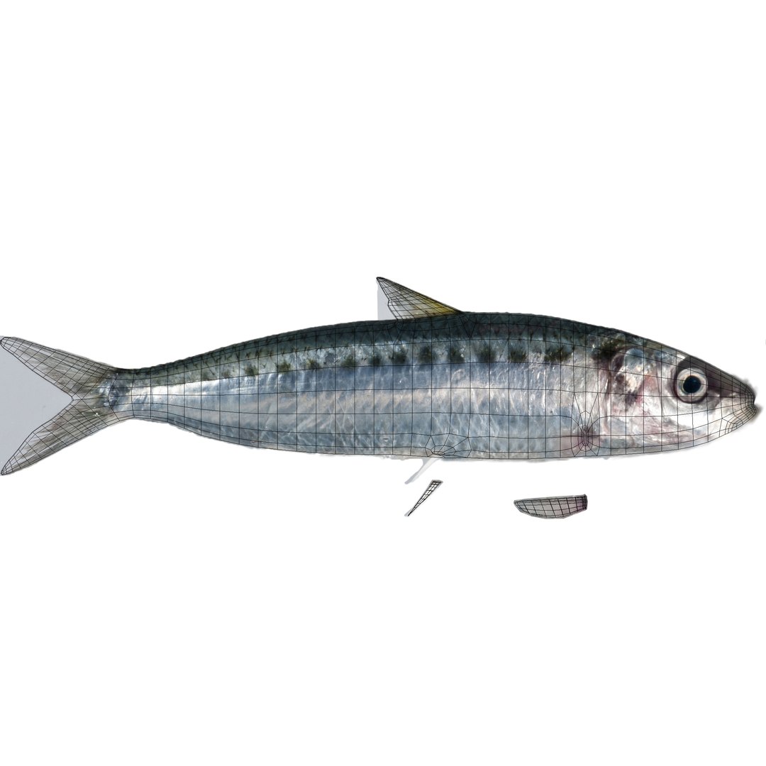 3D Spotted Sardine - TurboSquid 1171444