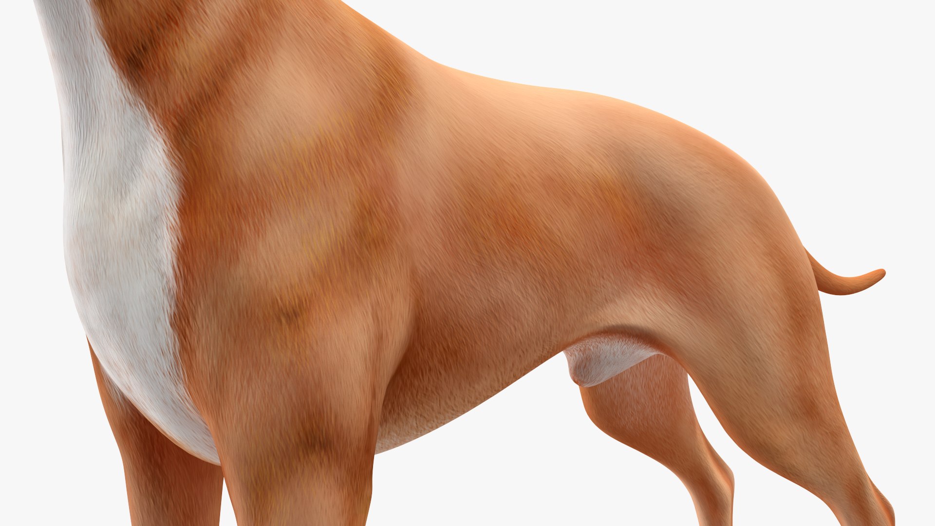 3D Model Boxer Dog - TurboSquid 2250304
